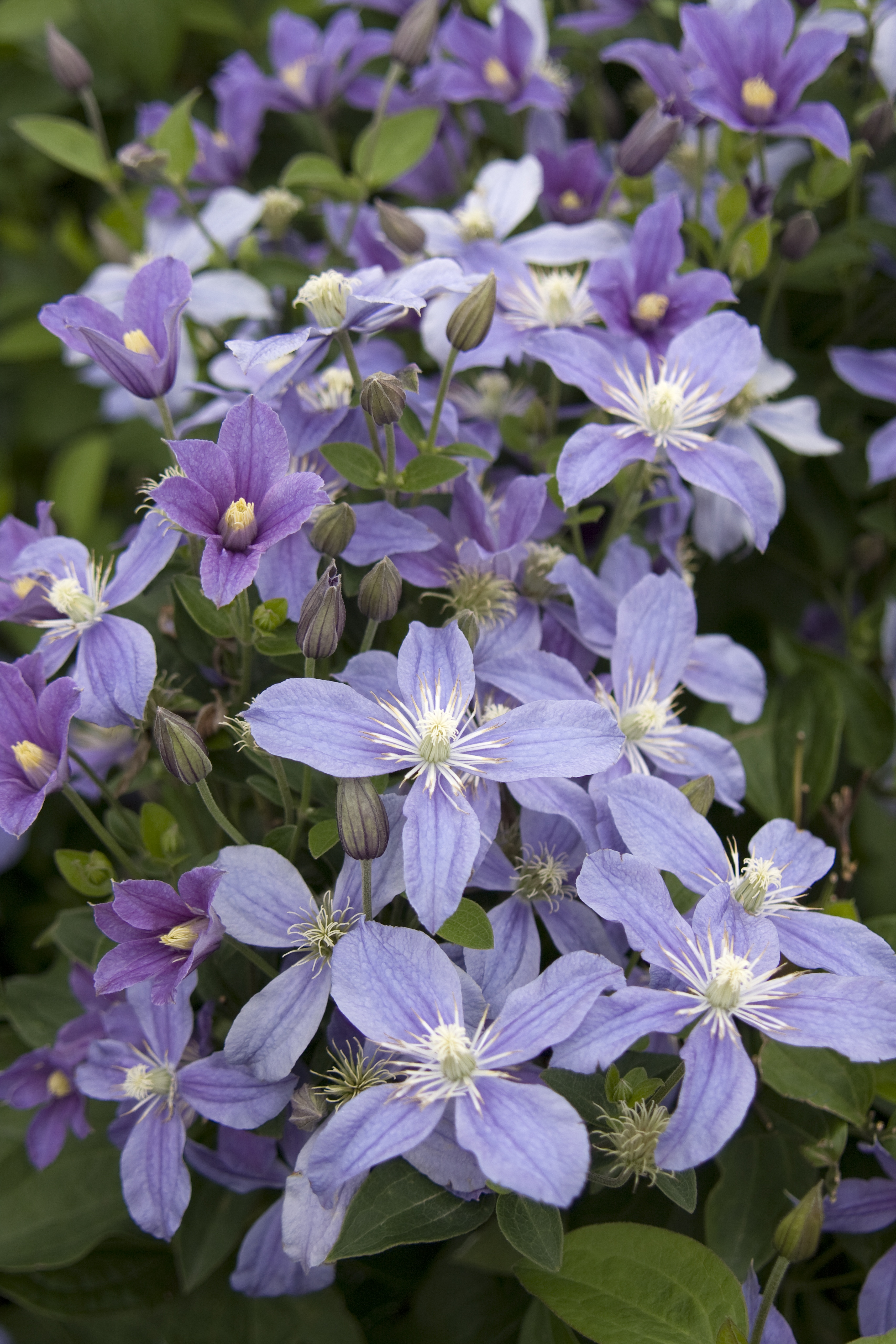 Arabella Clematis, Clematis x 'Arabella', Monrovia Plant