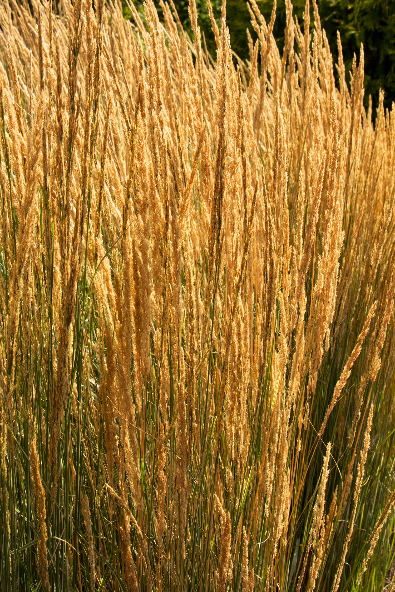 Overdam Feather Reed Grass, Calamagrostis x acutiflora 'Overdam'