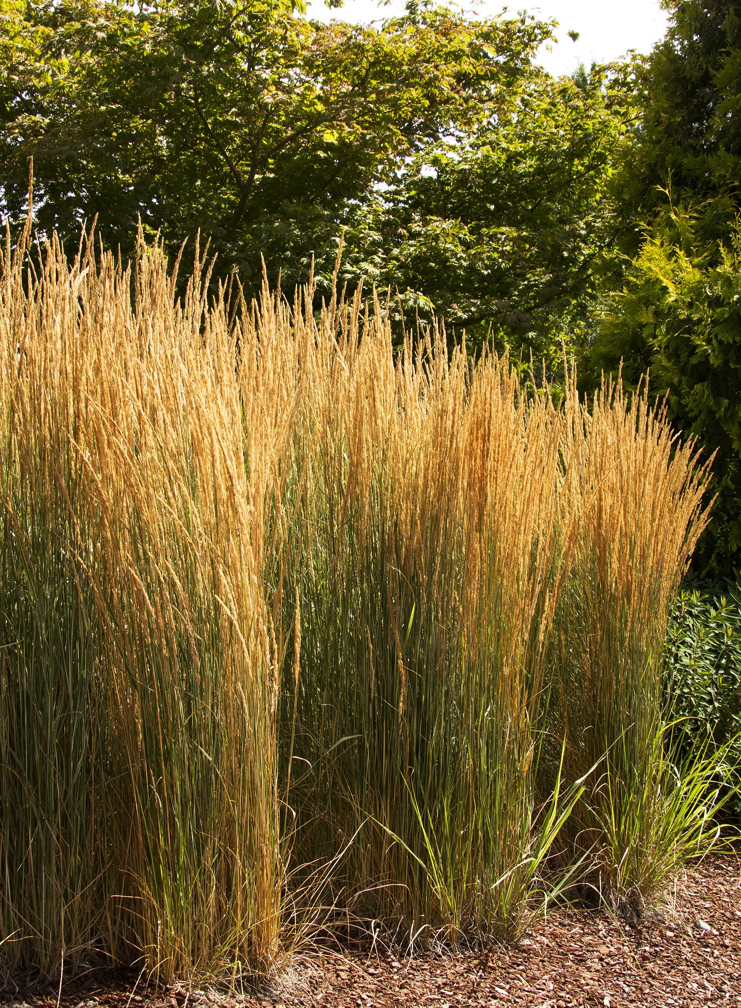 Overdam Feather Reed Grass, Calamagrostis x acutiflora 'Overdam'