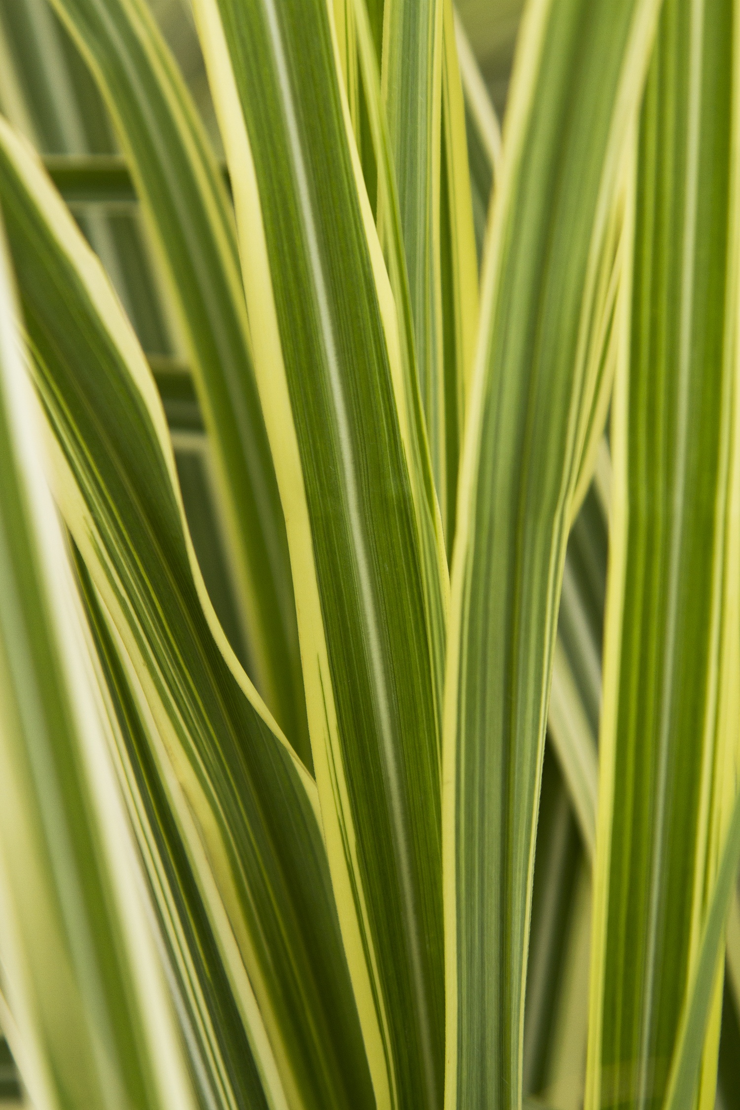 Variegated Japanese Silver Grass, Miscanthus sinensis 'Variegatus'