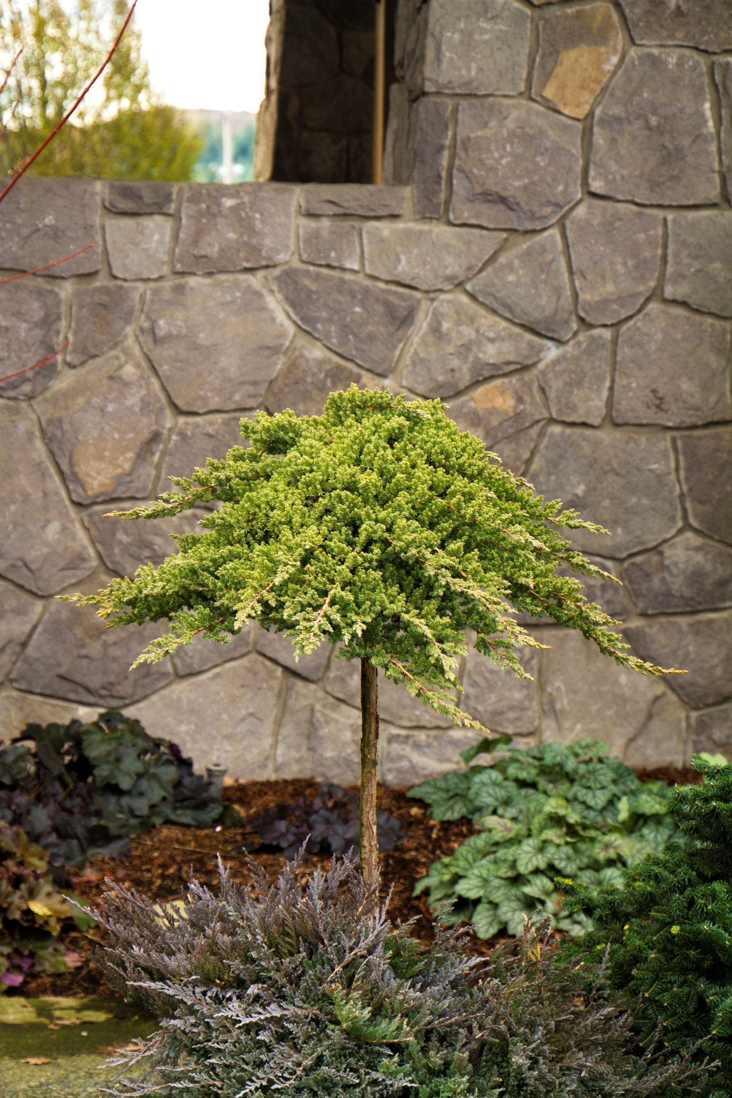 Dwarf Japanese Garden Juniper, Juniperus procumbens 'Nana', Monrovia Plant