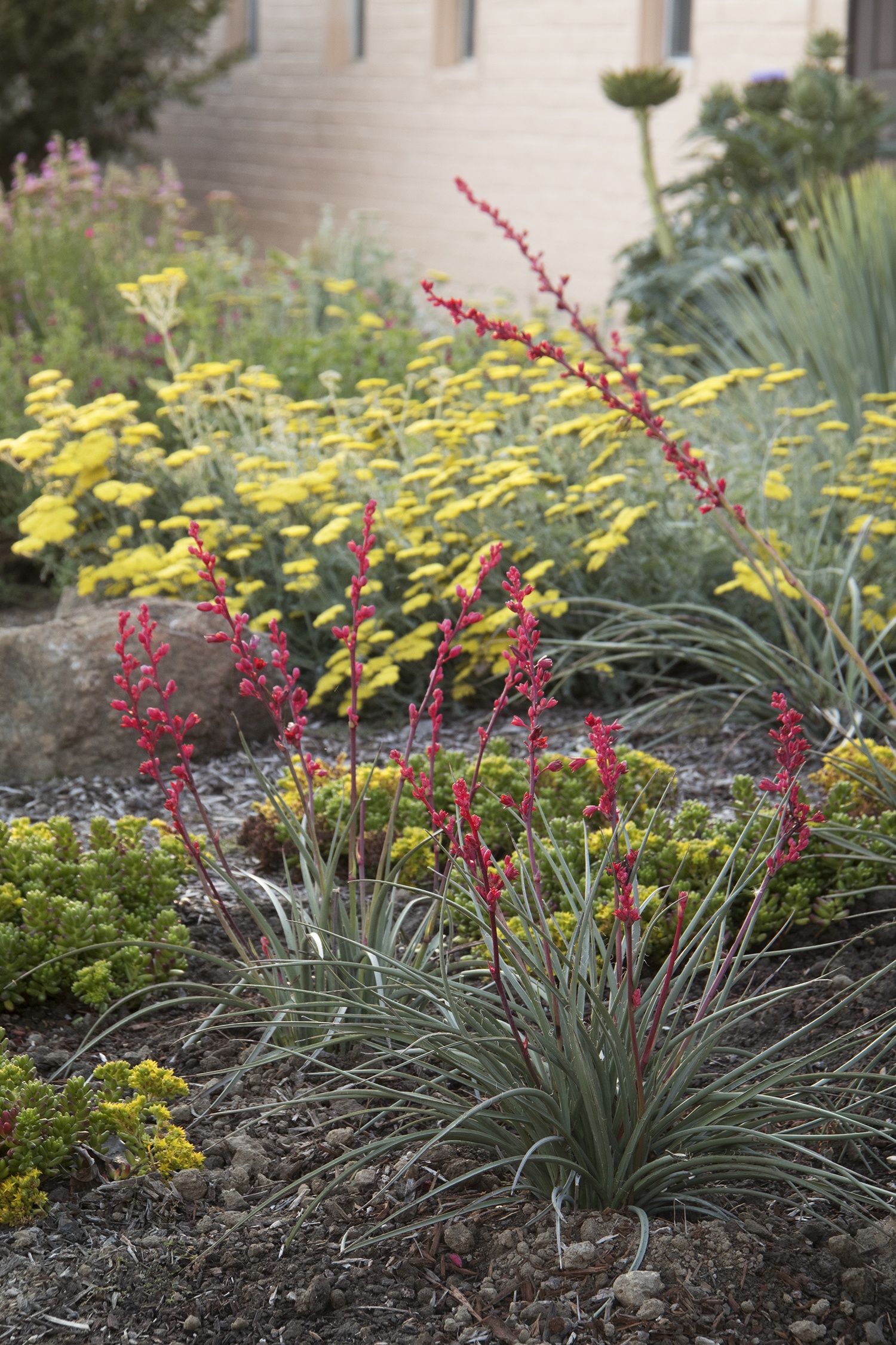Brakelights® Red Yucca, Hesperaloe parviflora 'Perpa' PP #21,729