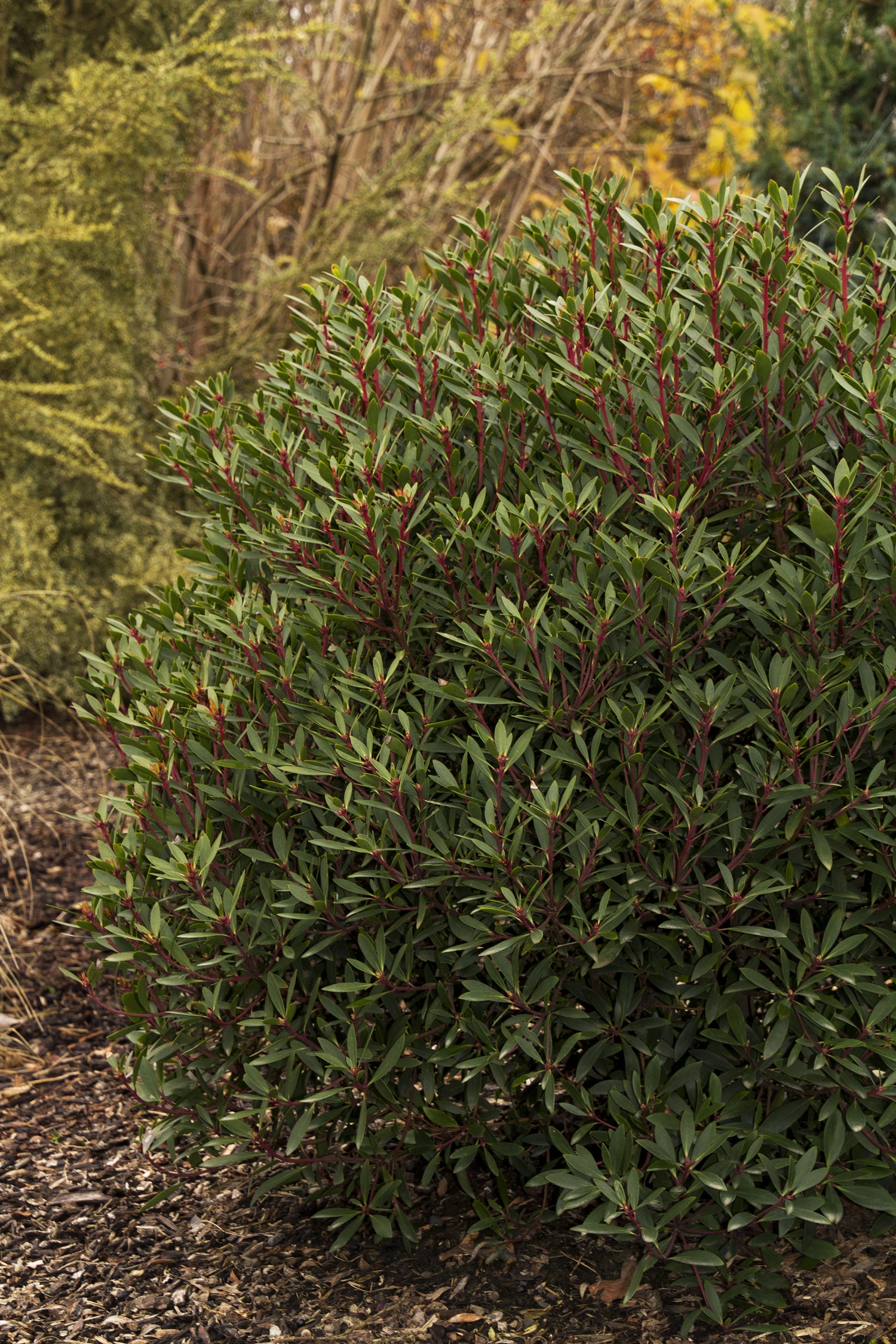 Mountain Pepper, Drimys lanceolata, Monrovia Plant
