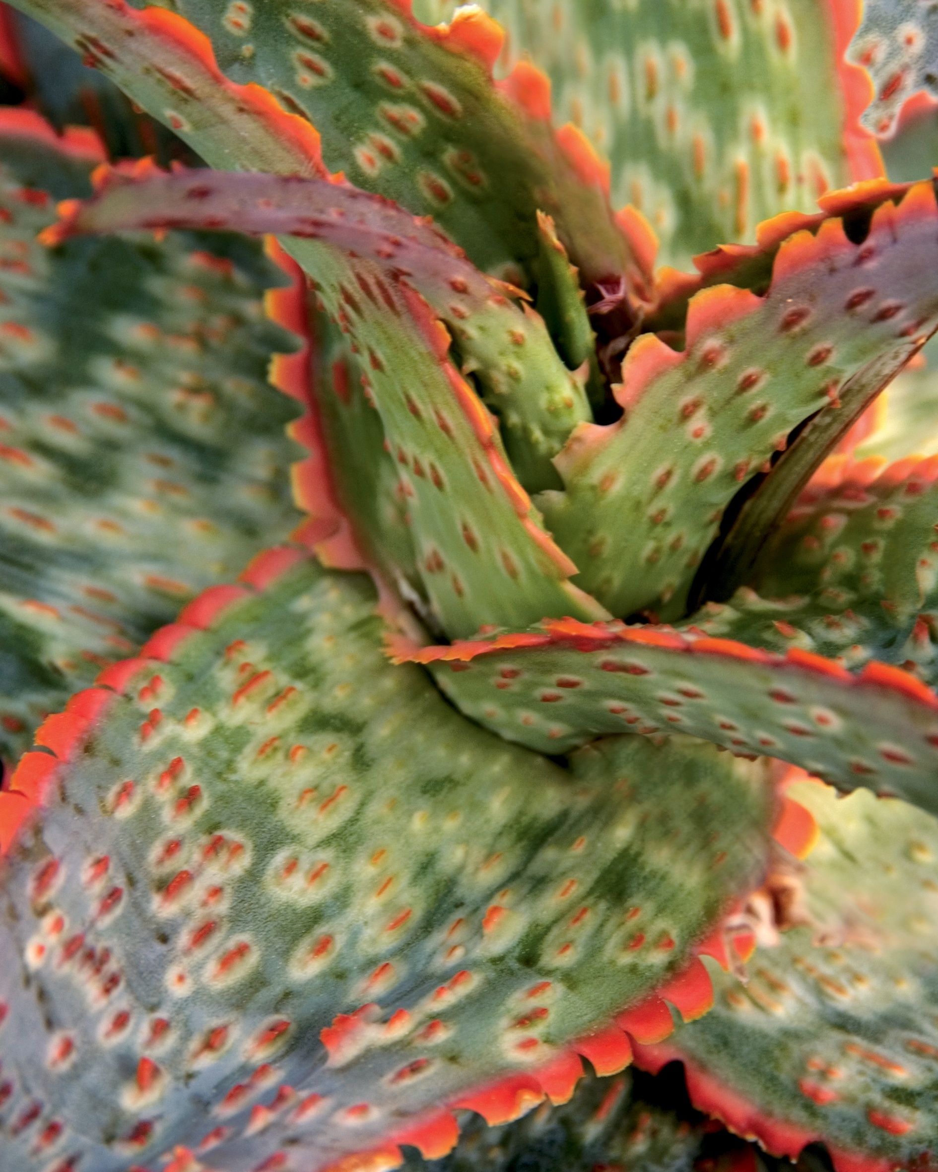 Retro Succulents® Carmine Aloe, Aloe 'Carmine', Monrovia Plant