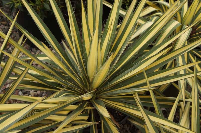 Color Guard Yucca, Yucca filamentosa 'Color Guard', Monrovia Plant