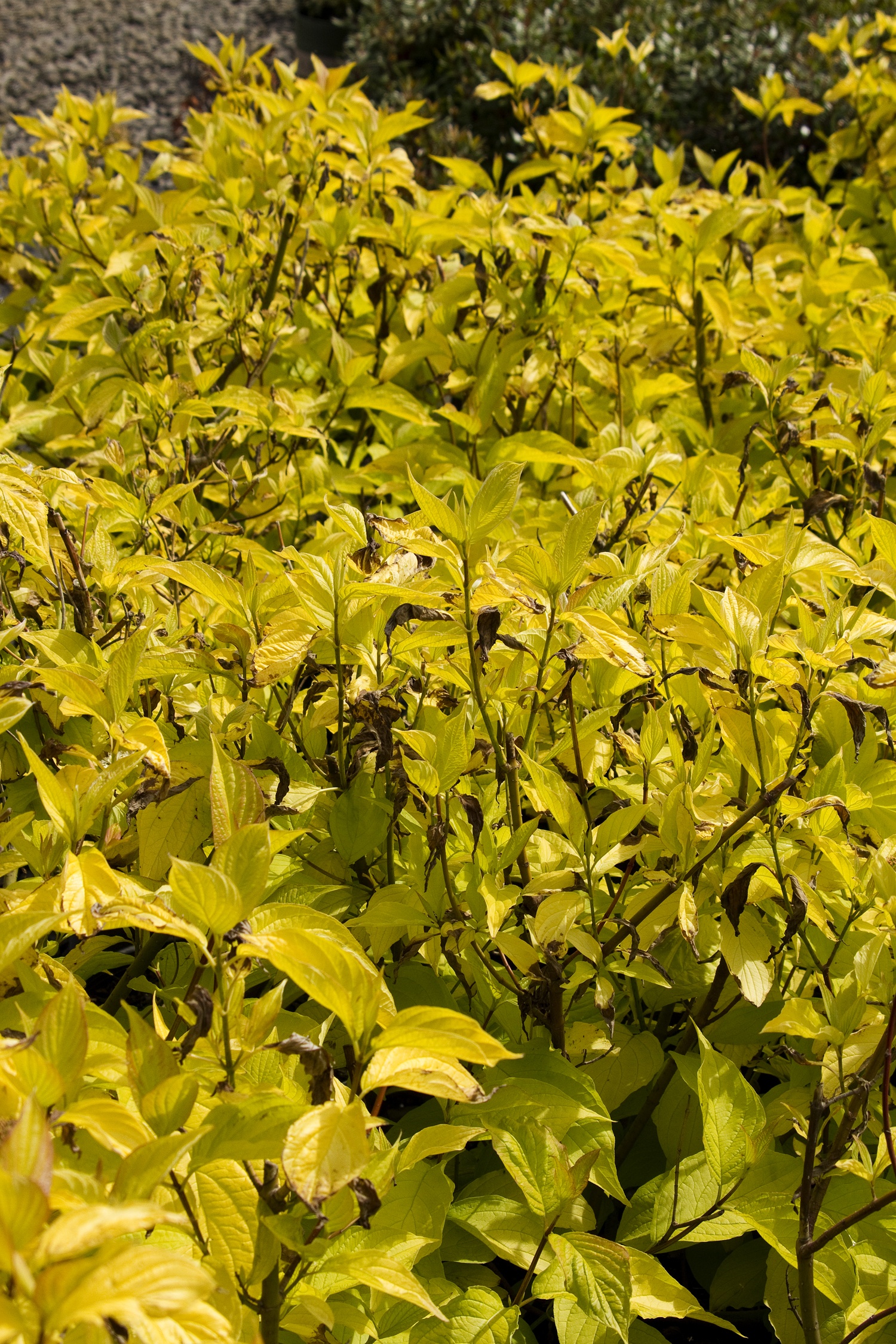 Prairie Fire Dogwood, Cornus alba 'Prairie Fire', Monrovia Plant