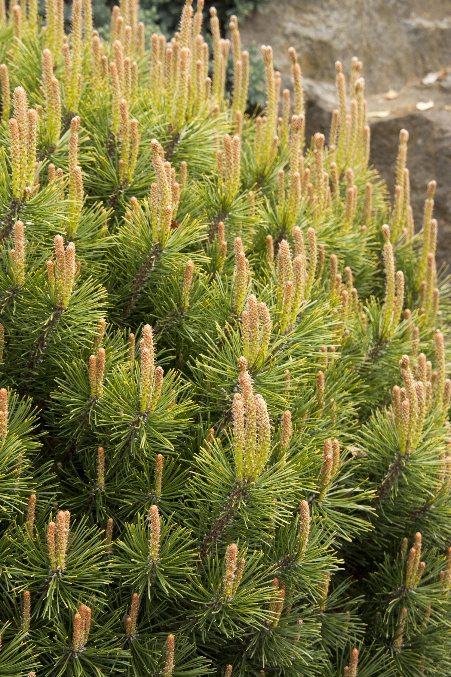 Dwarf Mugo Pine, Pinus mugo var. pumilio, Monrovia Plant