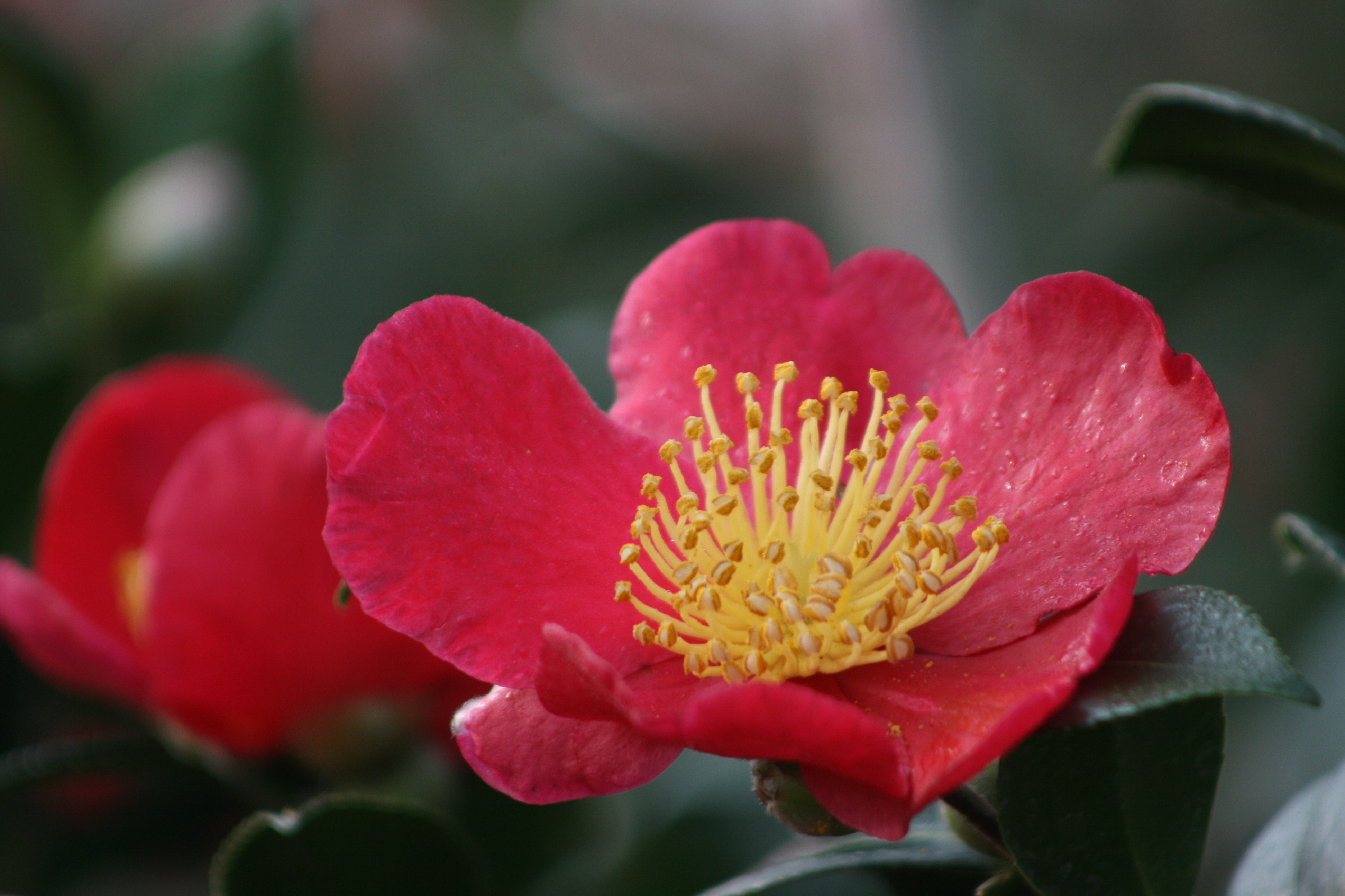 Yuletide Camellia, Camellia sasanqua 'Yuletide', Monrovia Plant