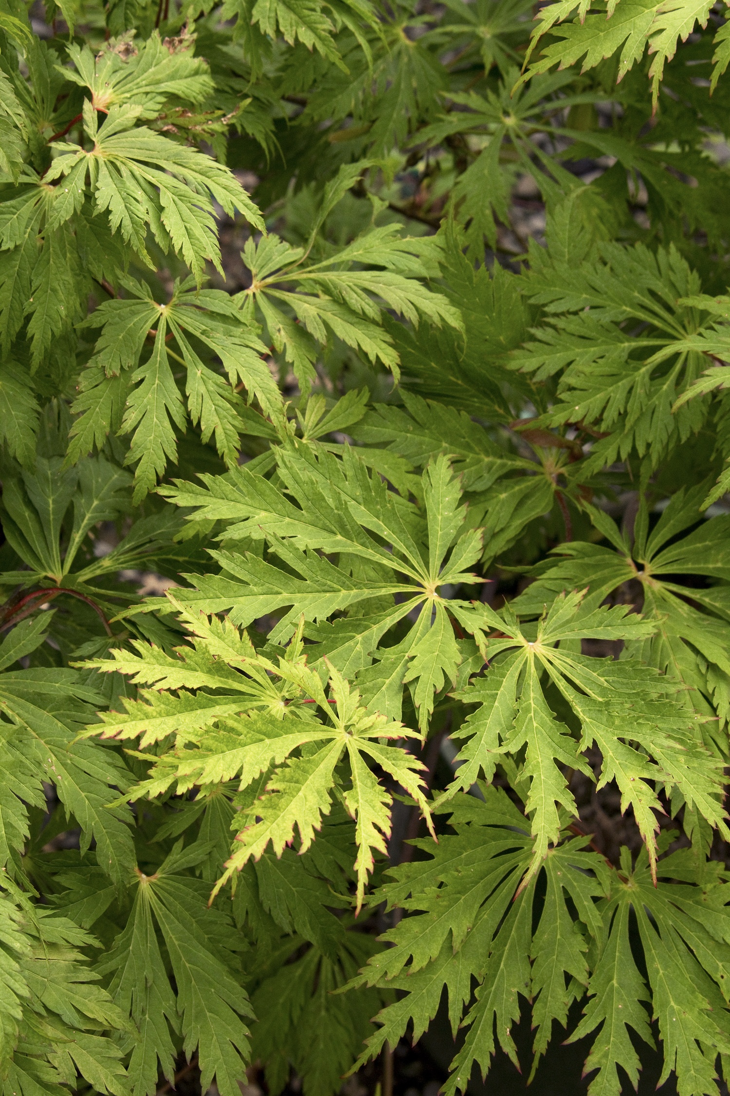 Fernleaf Full-Moon Maple, Acer japonicum 'Aconitifolium', Monrovia Plant
