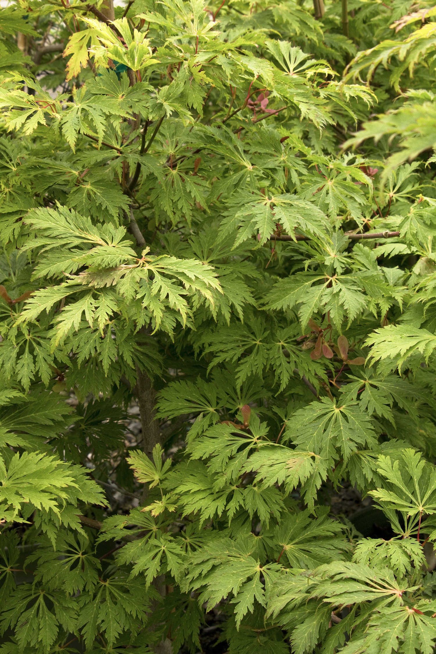 Fernleaf Full-Moon Maple, Acer japonicum 'Aconitifolium', Monrovia Plant