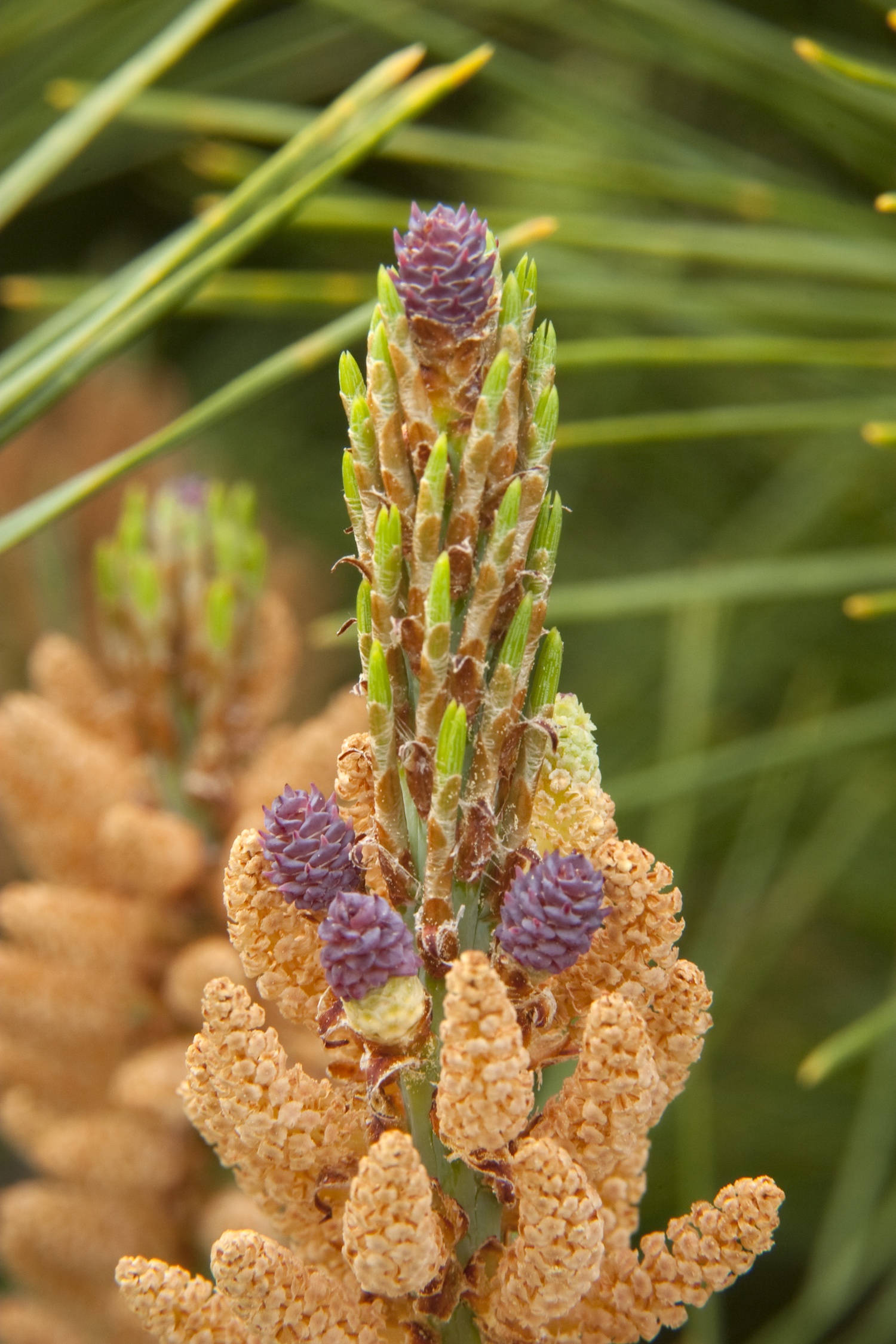 Compact Tanyosho Japanese Red Pine, Monrovia Plant