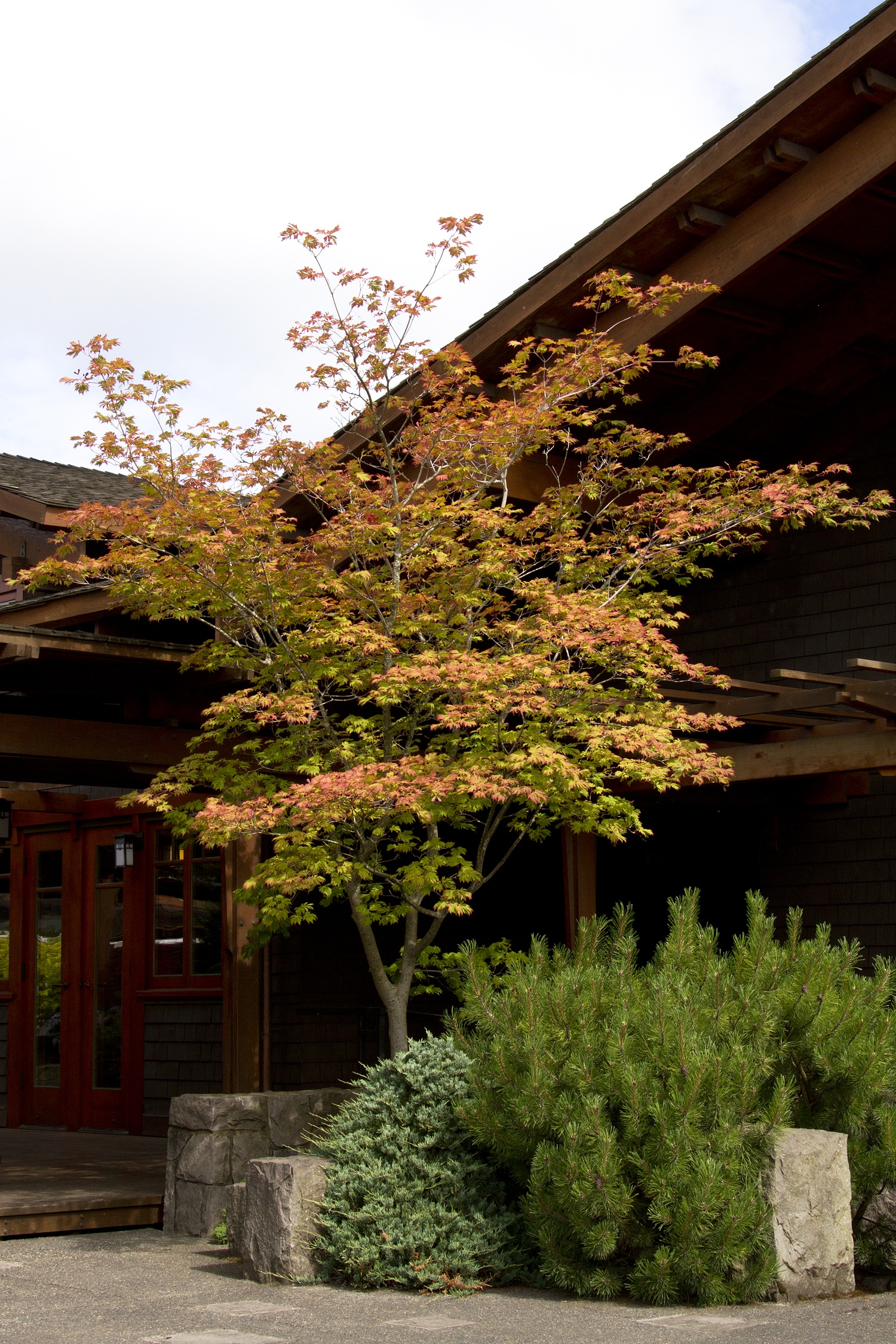 Fernleaf Full-Moon Maple, Acer japonicum 'Aconitifolium', Monrovia Plant