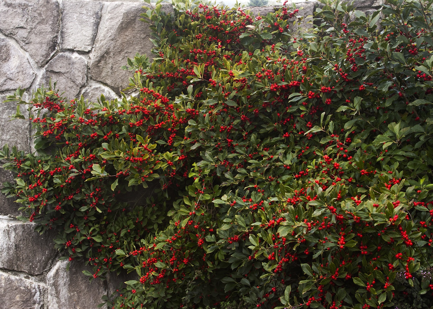 Red Sprite Winterberry, Ilex verticillata 'Red Sprite', Monrovia Plant