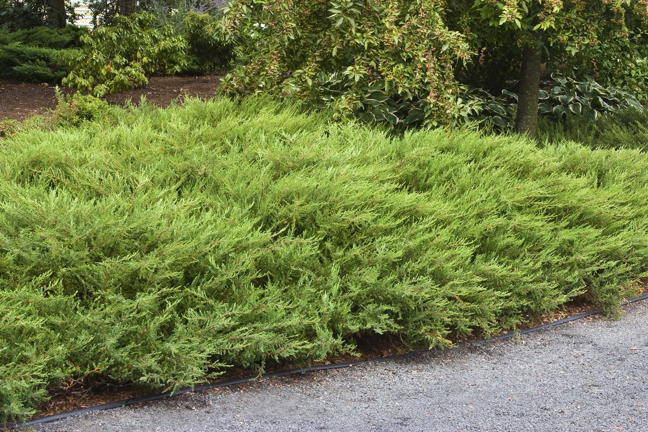 Alpine Carpet® Juniper, Juniperus communis 'Mondap', Monrovia Plant