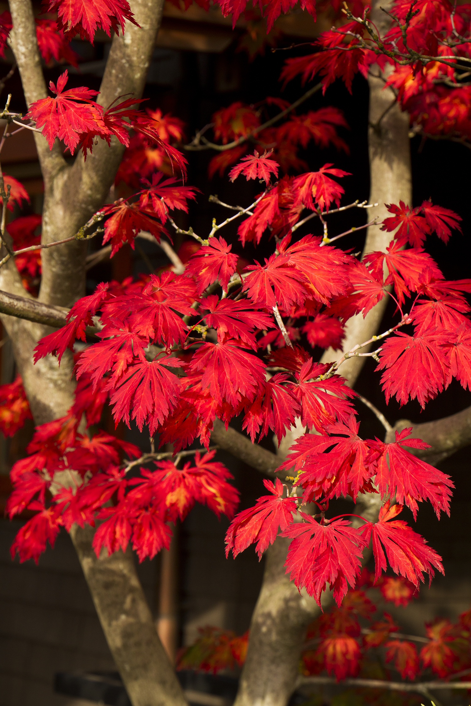 Fernleaf Full-Moon Maple, Acer japonicum 'Aconitifolium', Monrovia Plant