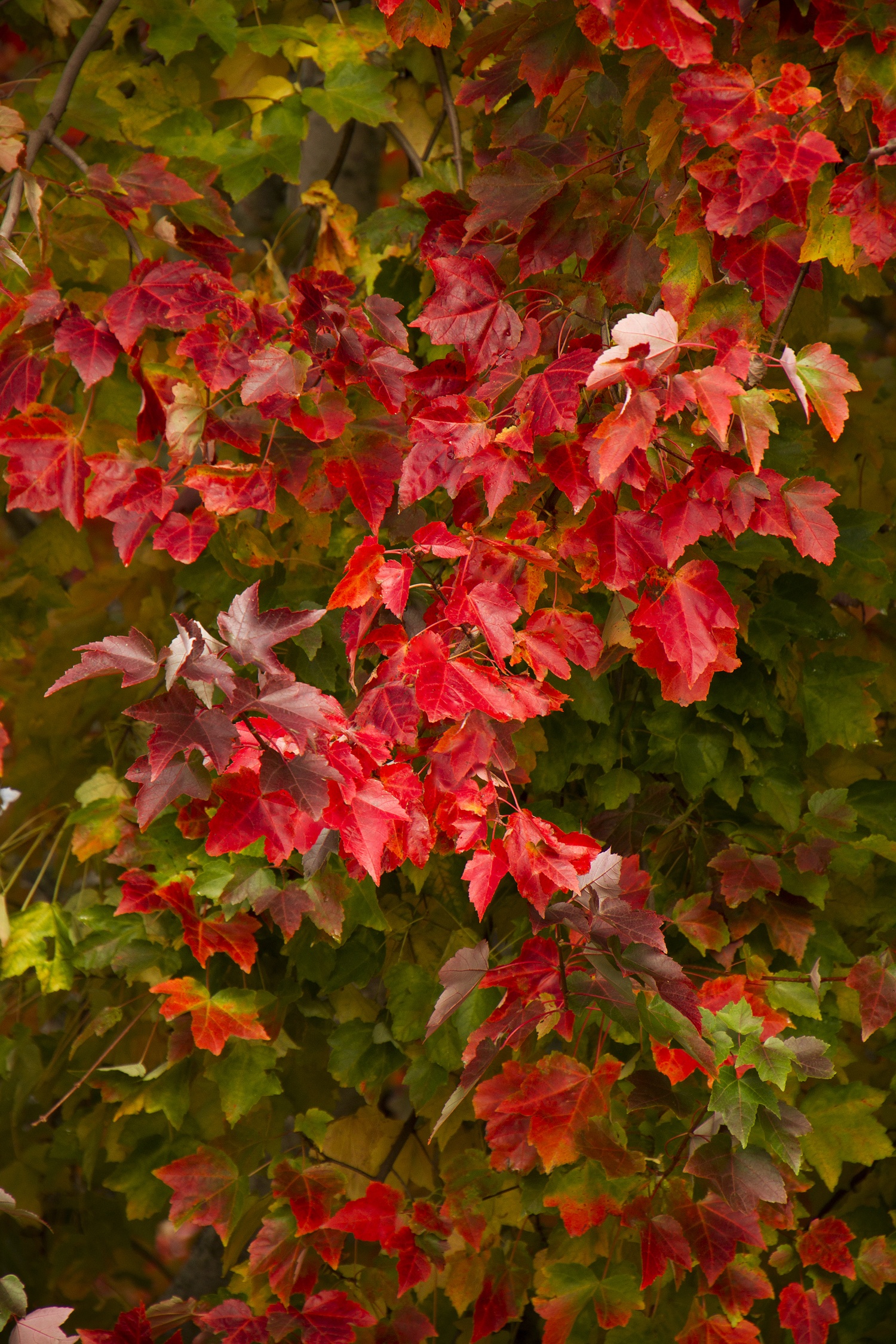Red Sunset® Red Maple, Acer rubrum 'Franksred', Monrovia Plant