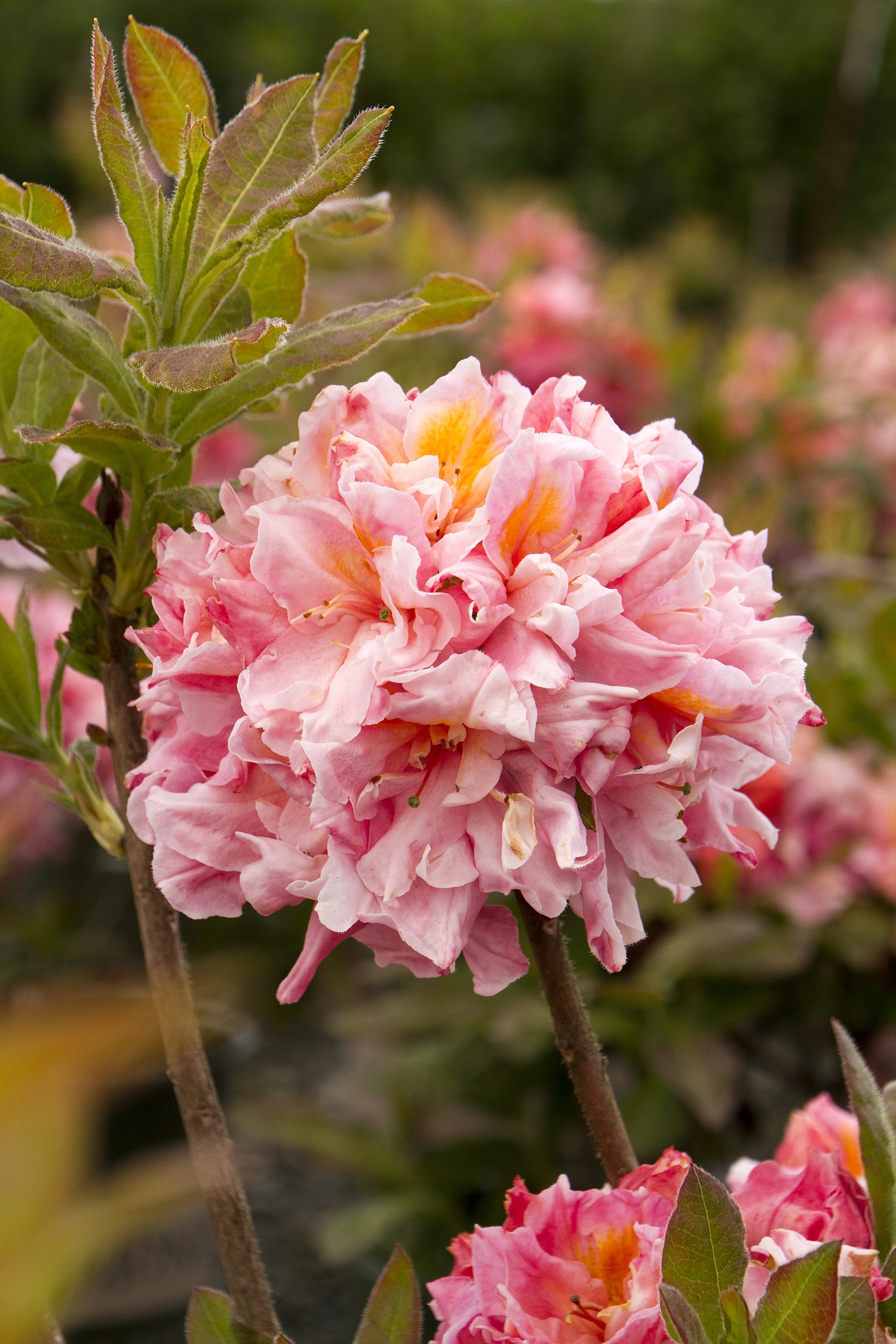 Sunset Pink Azalea, Azalea x 'Sunset Pink' (Exbury Hybrid), Monrovia Plant
