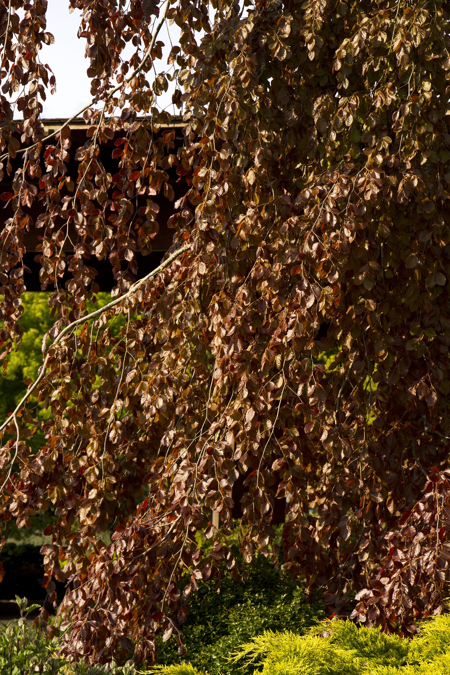 Purple Fountain Beech, Fagus sylvatica 'Purple Fountain', Monrovia Plant