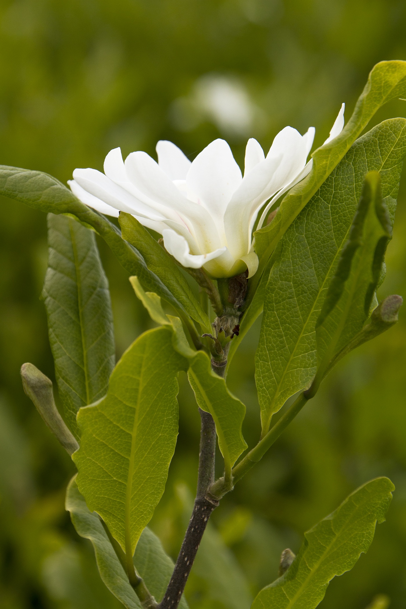 Merrill Magnolia, Magnolia x loebneri 'Merrill', Monrovia Plant