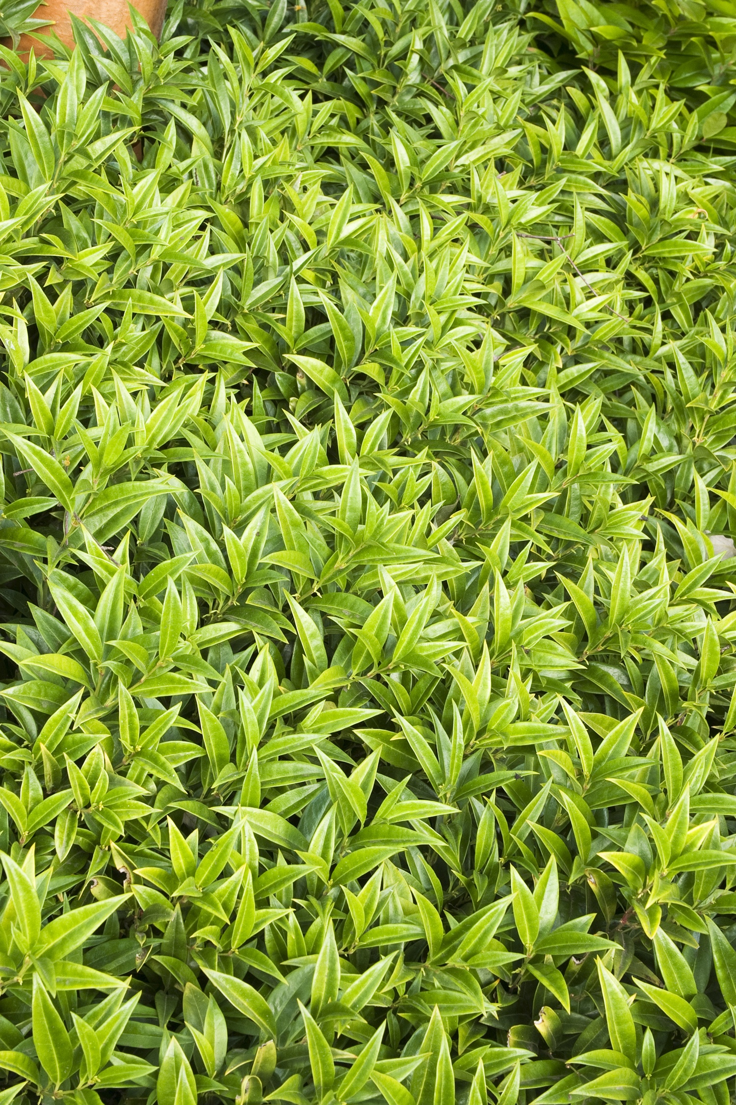 Himalayan Sweet Box, Sarcococca hookeriana var. humilis, Monrovia Plant