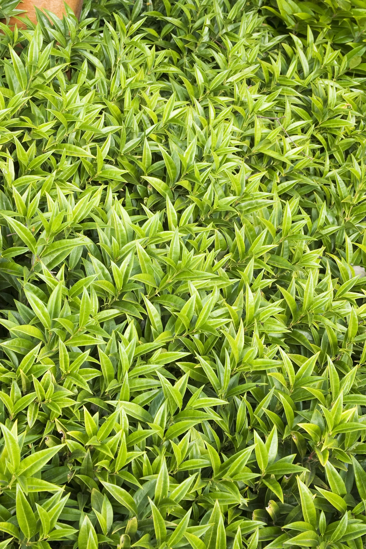 Himalayan Sweet Box, Sarcococca hookeriana var. humilis, Monrovia Plant