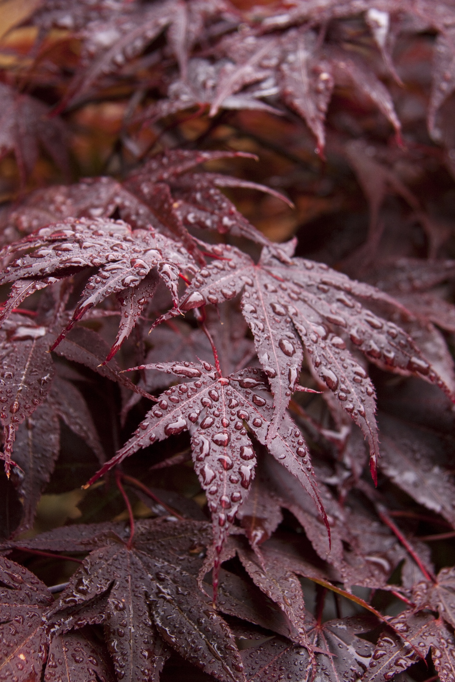 Red-Leaf Japanese Maple, Acer palmatum 'Atropurpureum', Monrovia Plant