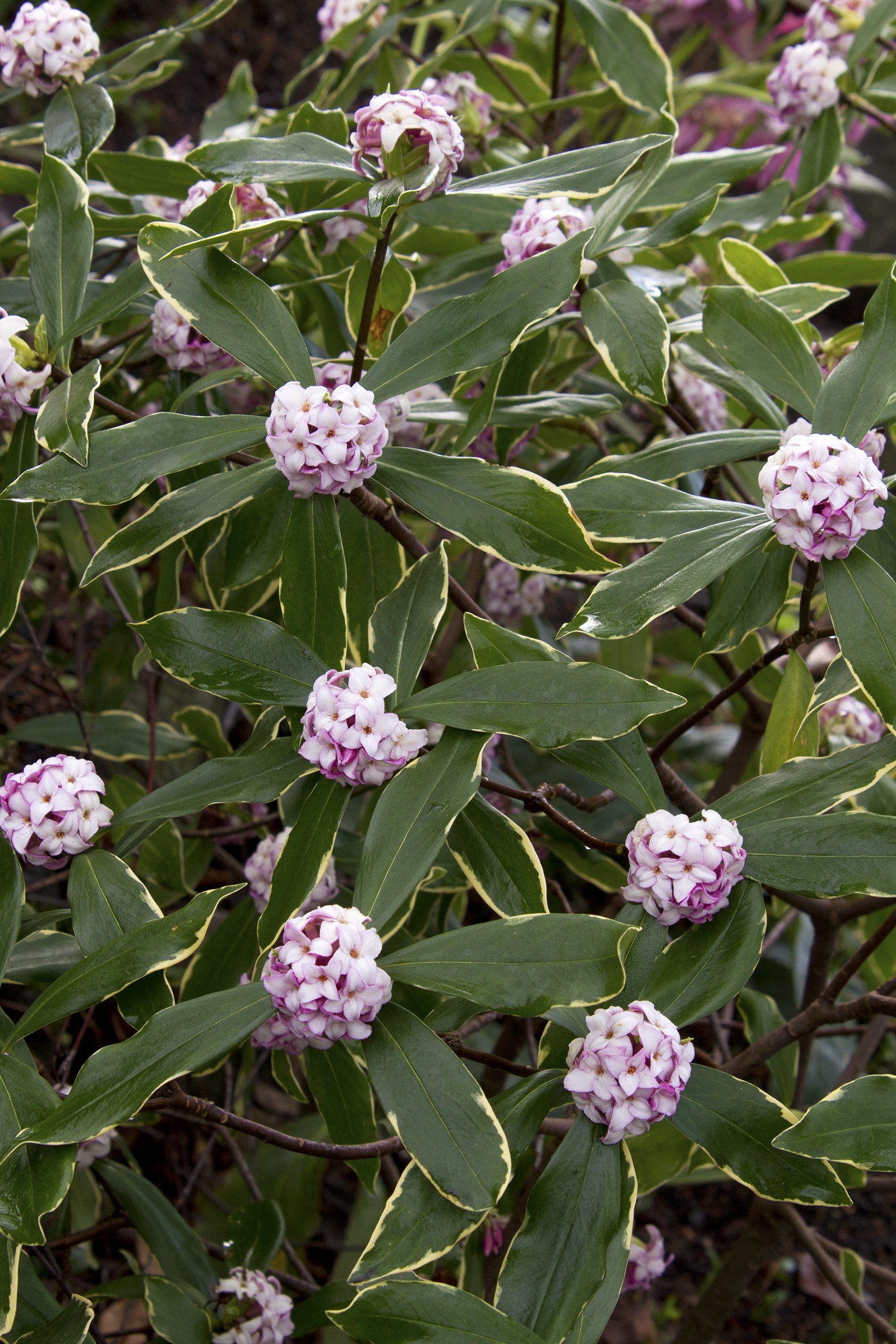 Variegated Winter Daphne, Daphne odora 'Aureo-marginata', Monrovia Plant