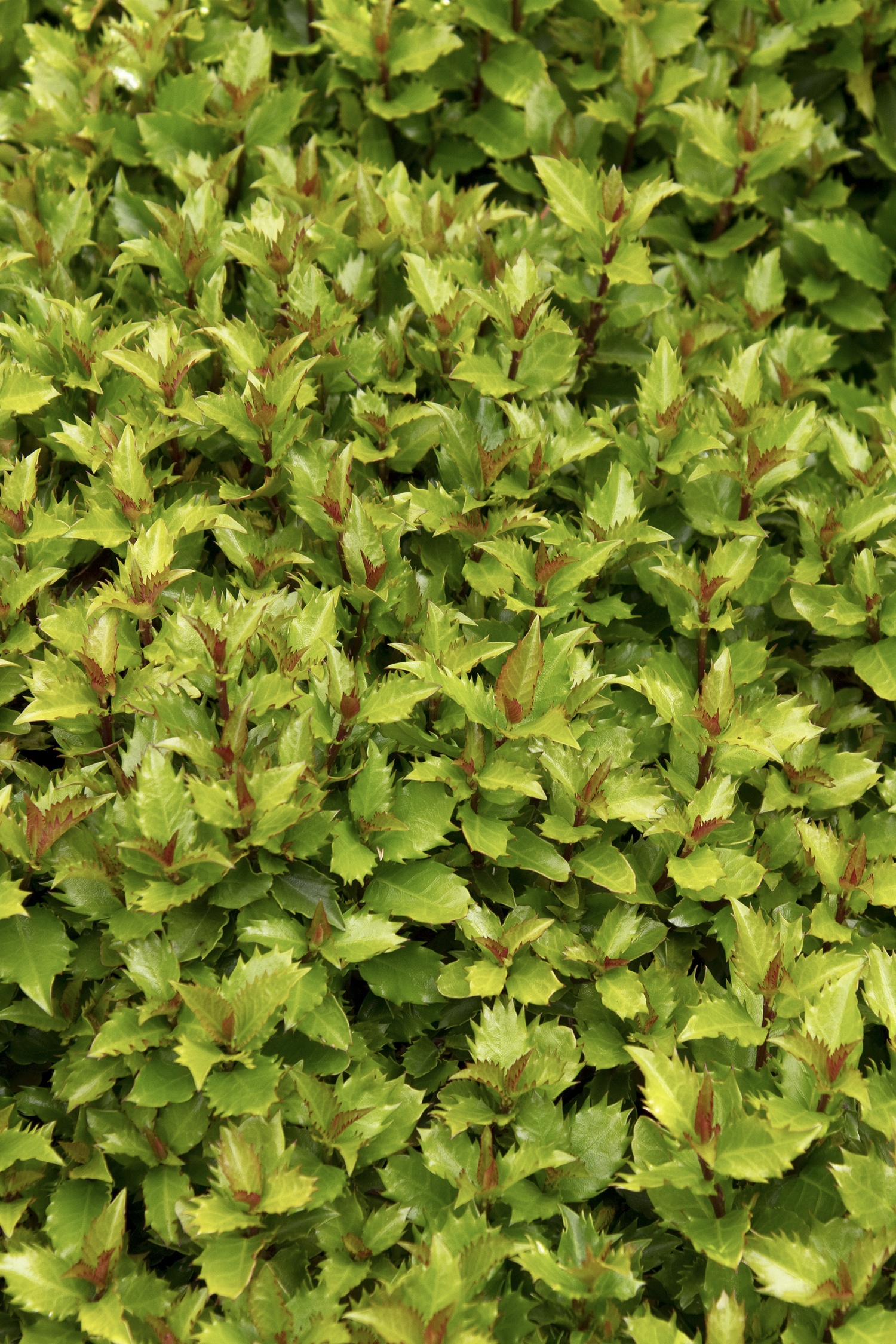 Little Rascal® Holly (Male), Ilex x meserveae 'Mondo', Monrovia Plant