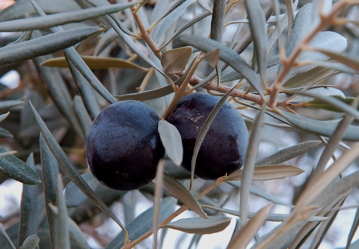 Sevillano Fruiting Olive, Olea europaea 'Sevillano', Monrovia Plant