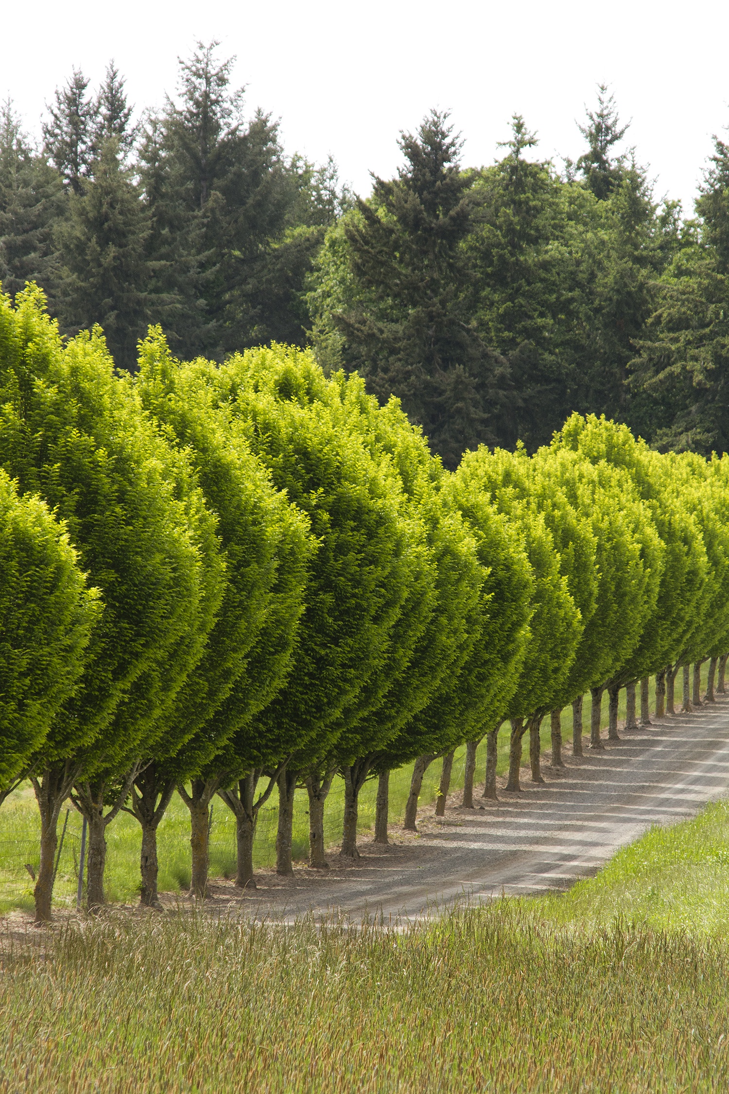 Pyramidal European Hornbeam, Carpinus betulus 'Fastigiata', Monrovia Plant