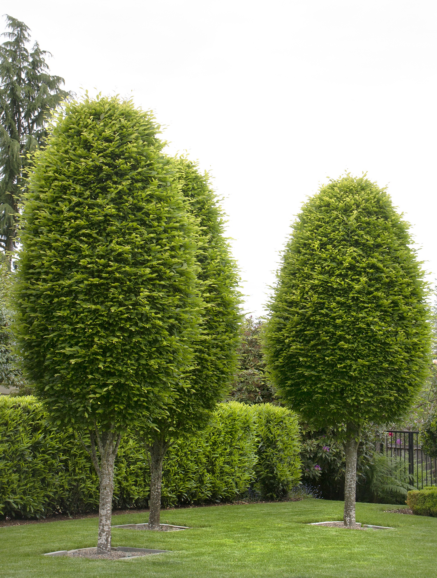 Pyramidal European Hornbeam, Carpinus betulus 'Fastigiata', Monrovia Plant