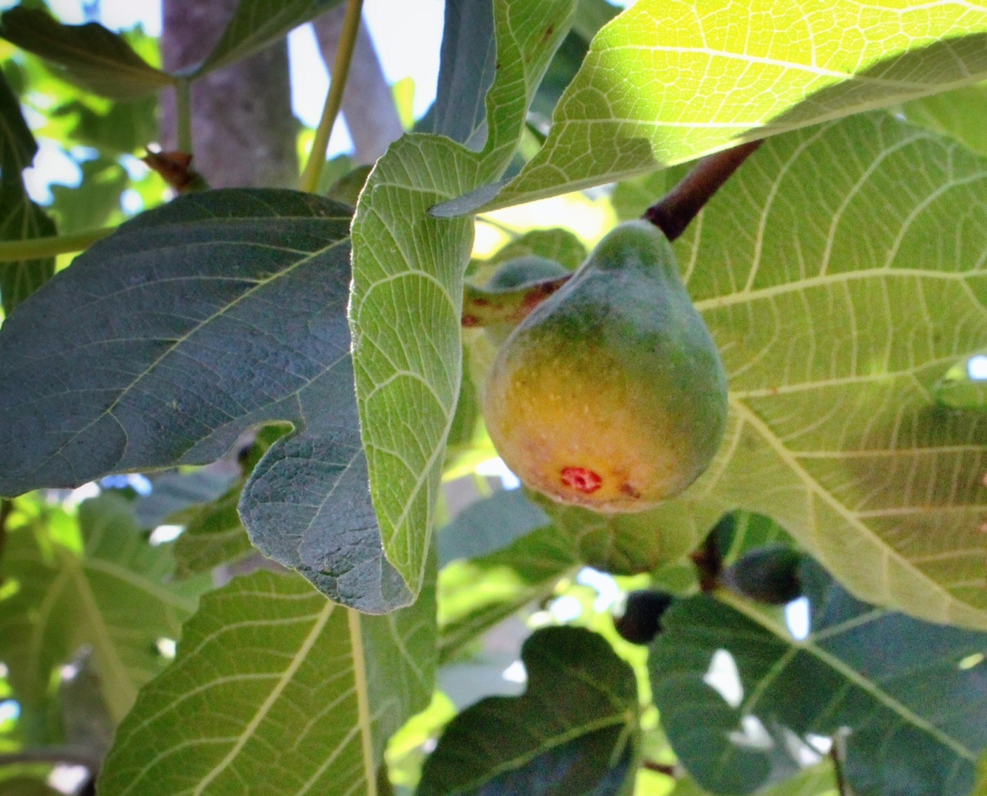 Corky's Honey Delight® Fig, Ficus carica 'Monandersen', Monrovia Plant