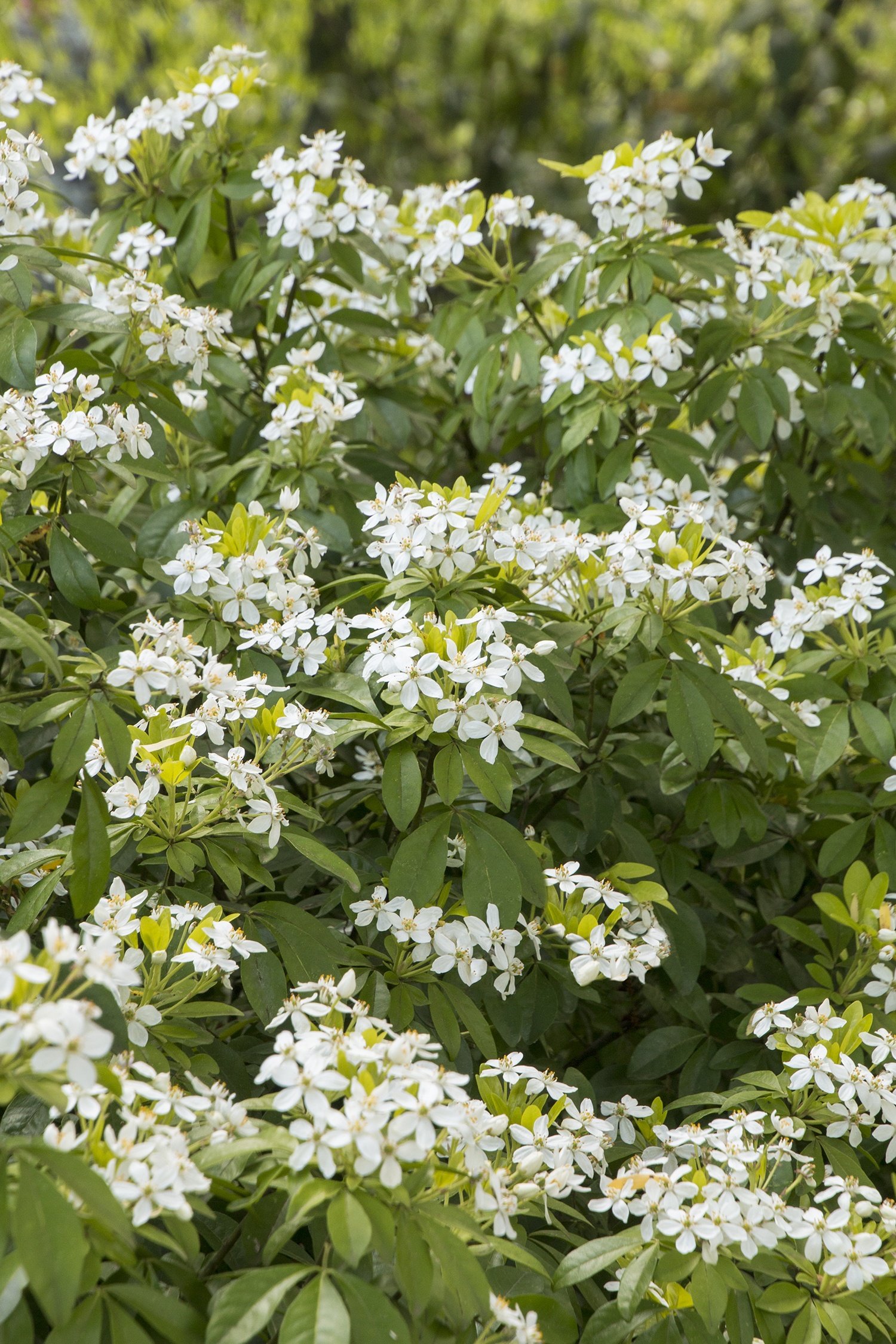 Sundance Mexican Orange Blossom, Choisya ternata 'Sundance', Monrovia Plant