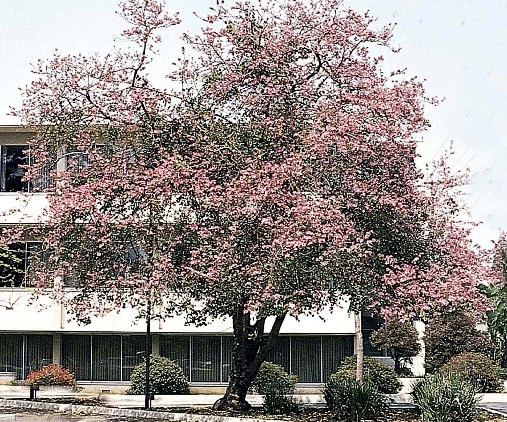 Purple Orchid Tree, Bauhinia purpurea, Monrovia Plant