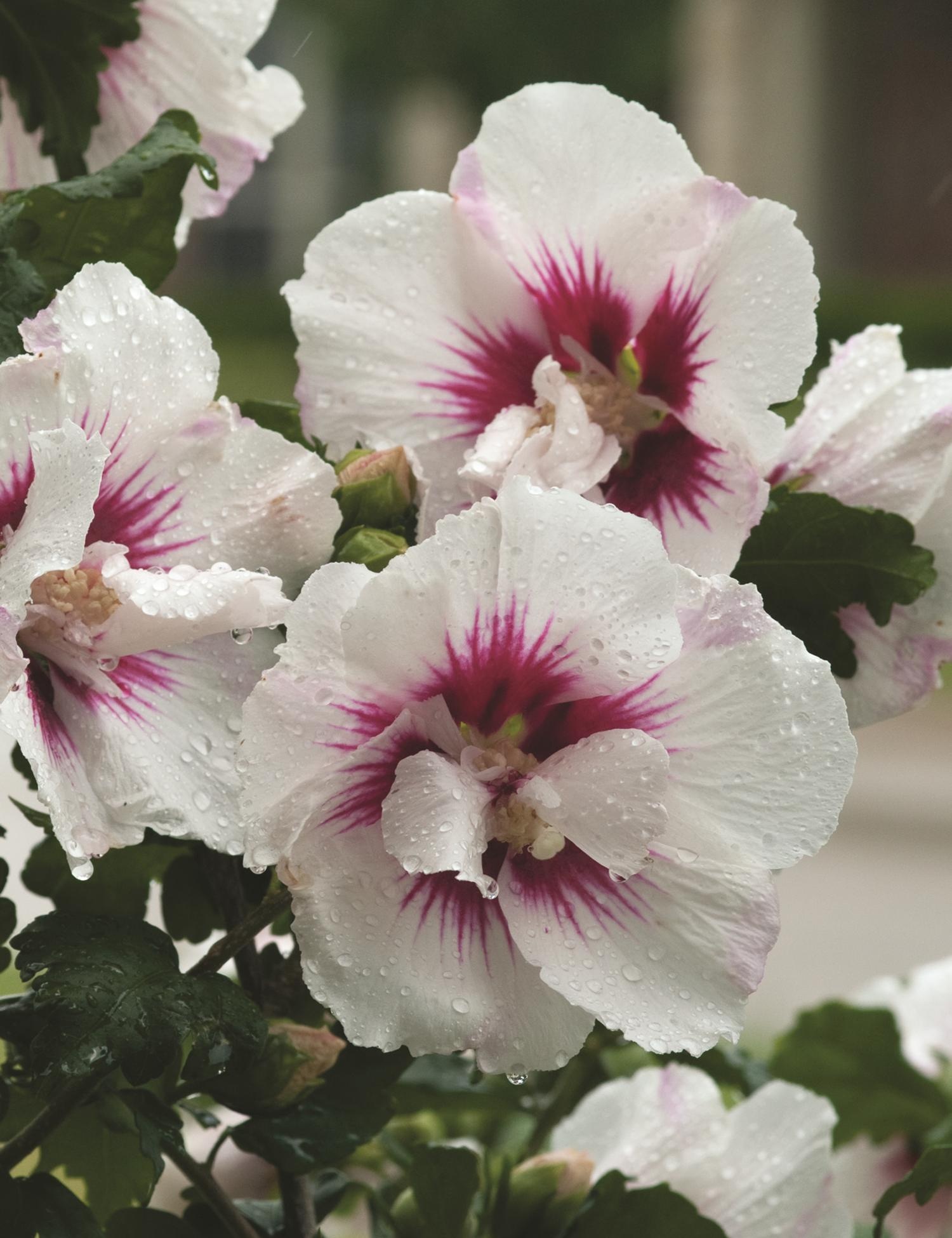 Helene Rose of Sharon, Hibiscus syriacus 'Helene', Monrovia Plant