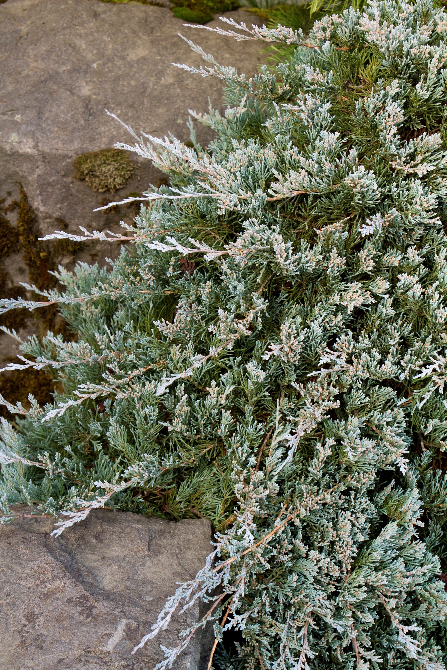 Blue Rug Juniper, Juniperus horizontalis 'Wiltonii', Monrovia Plant