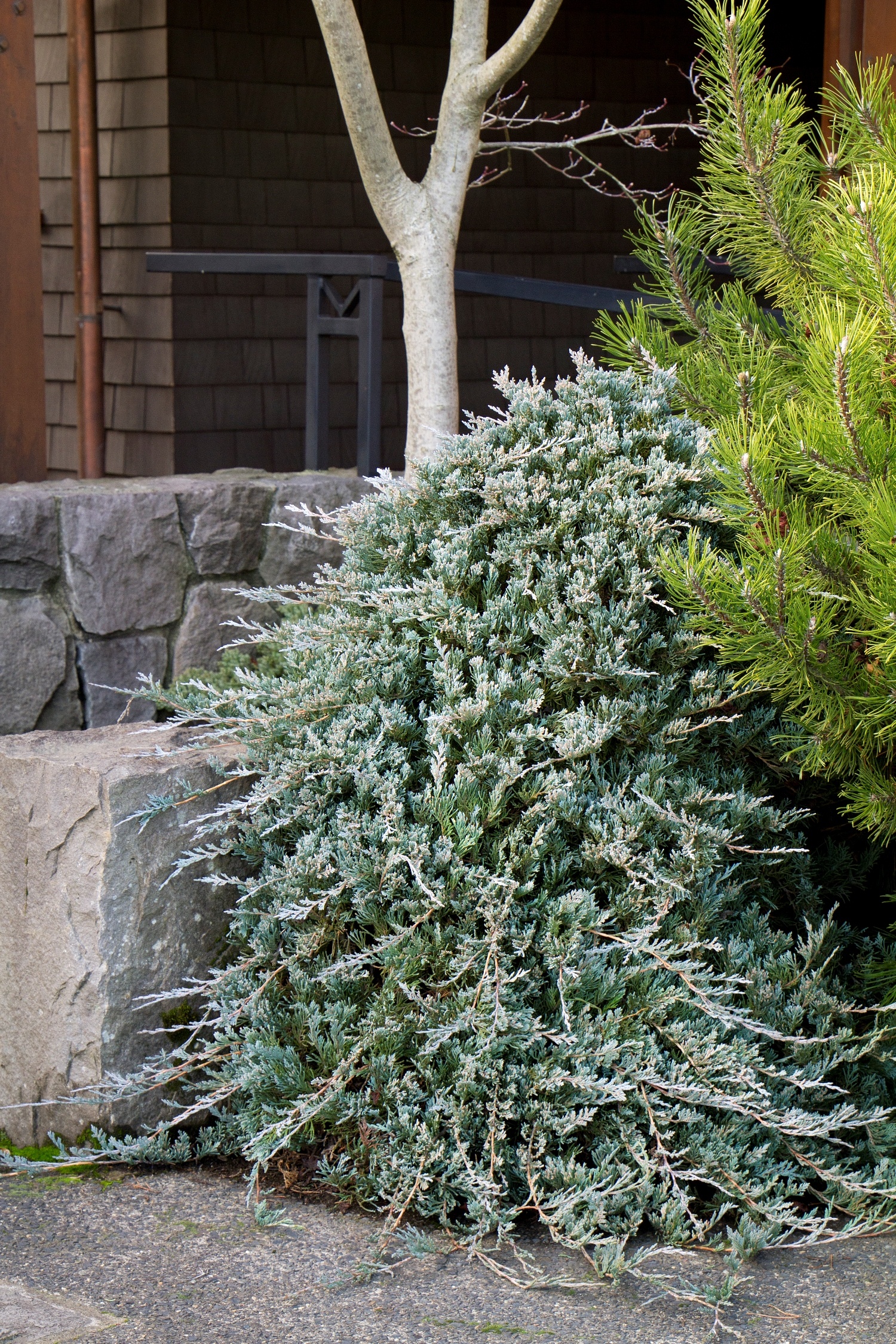 Blue Rug Juniper, Juniperus horizontalis 'Wiltonii', Monrovia Plant
