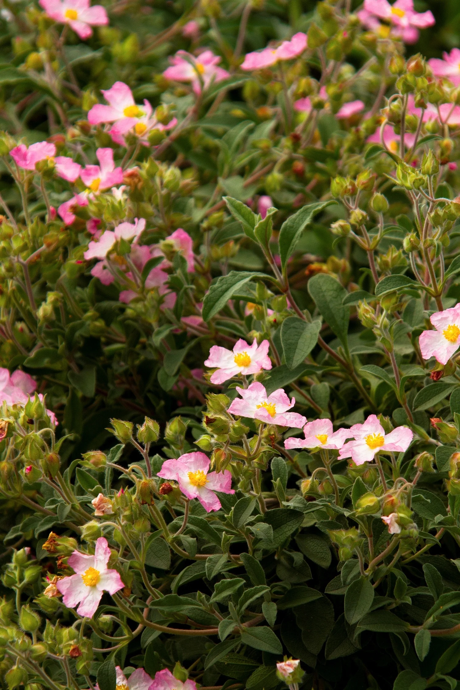 Grayswood Pink Rock Rose, Cistus 'Grayswood Pink', Monrovia Plant