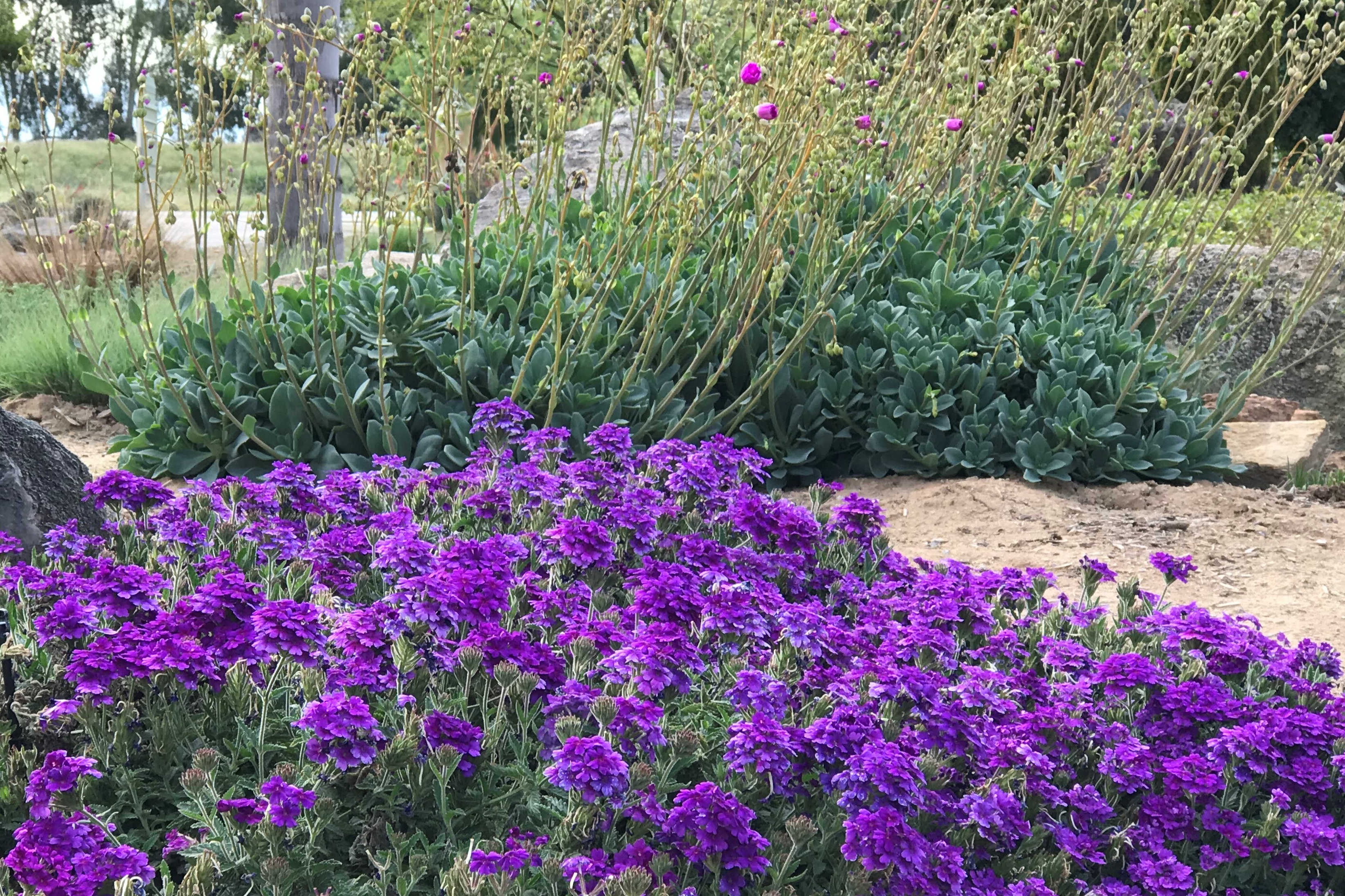 Shining Pink Rock Purslane, Calandrinia spectabilis 'Shining Pink'