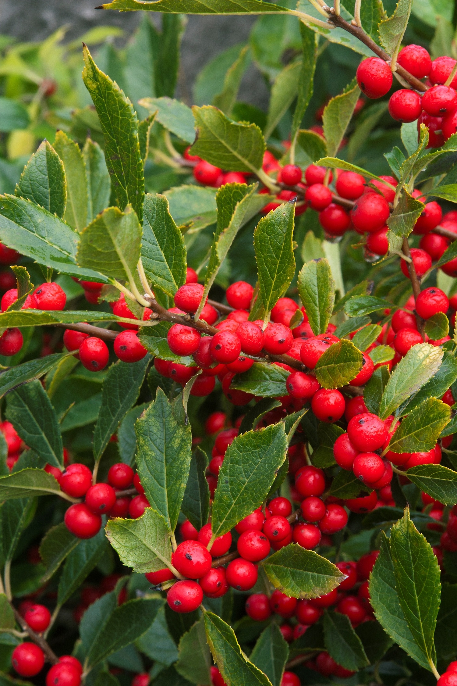 Red Sprite Winterberry, Ilex verticillata 'Red Sprite', Monrovia Plant