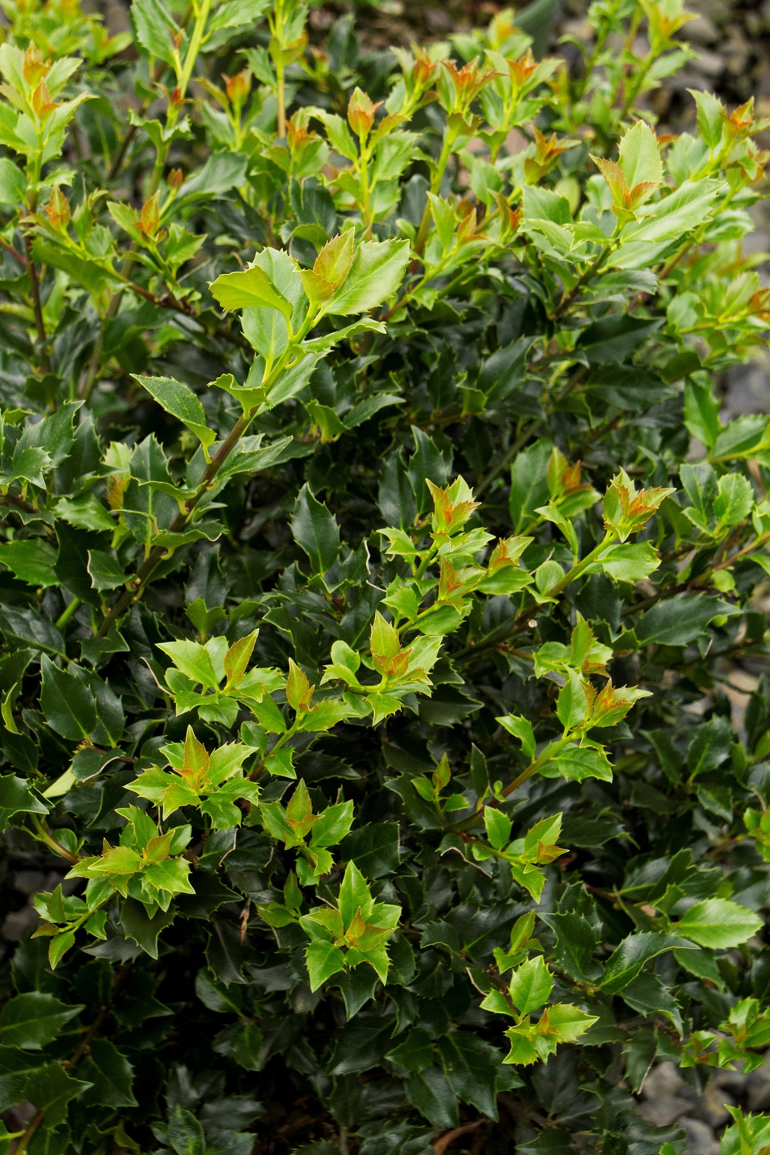 Blue Boy Holly, Ilex x meserveae 'Blue Boy', Monrovia Plant