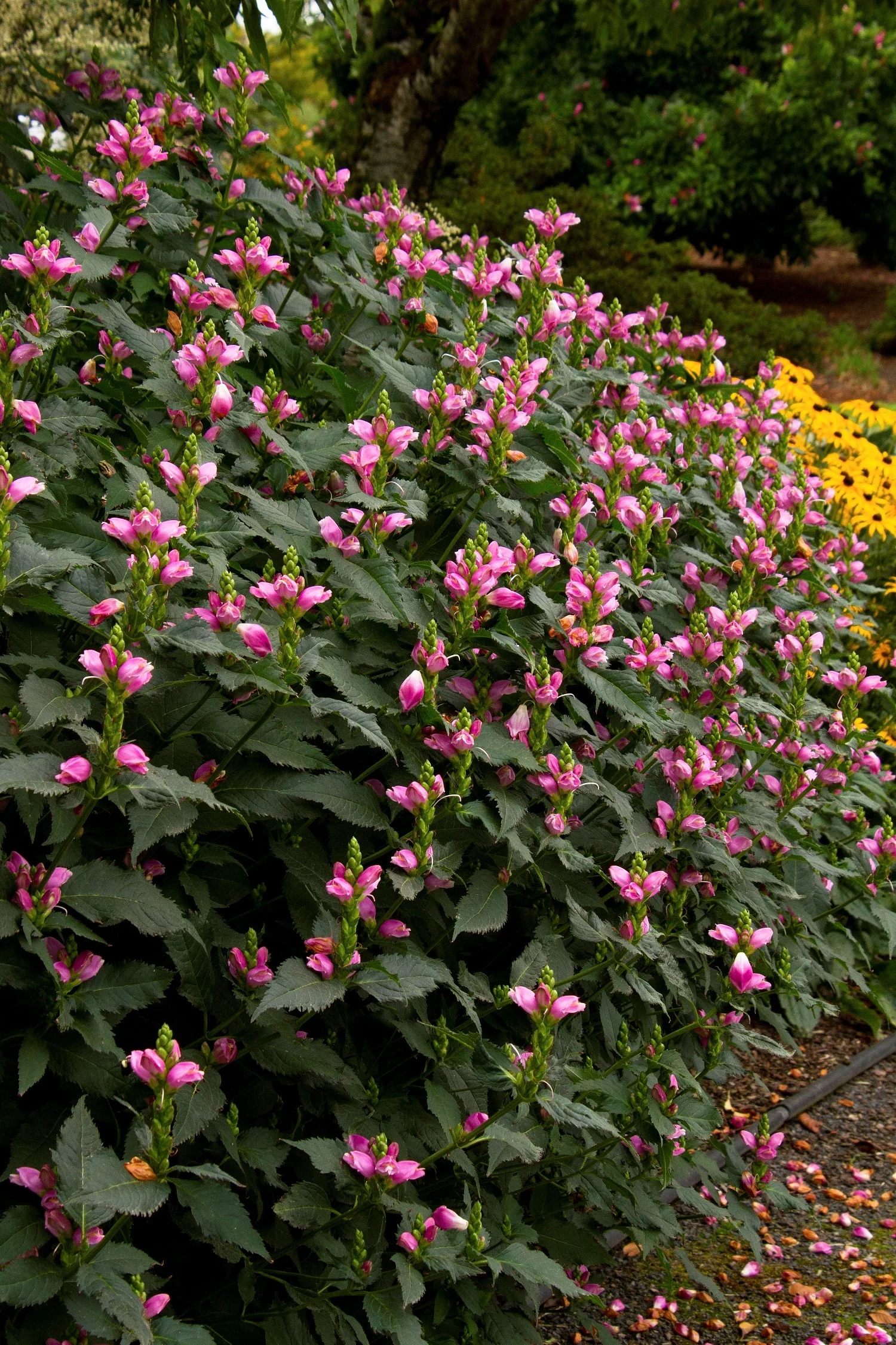 Hot Lips Turtlehead, Chelone lyonii 'Hot Lips', Monrovia Plant