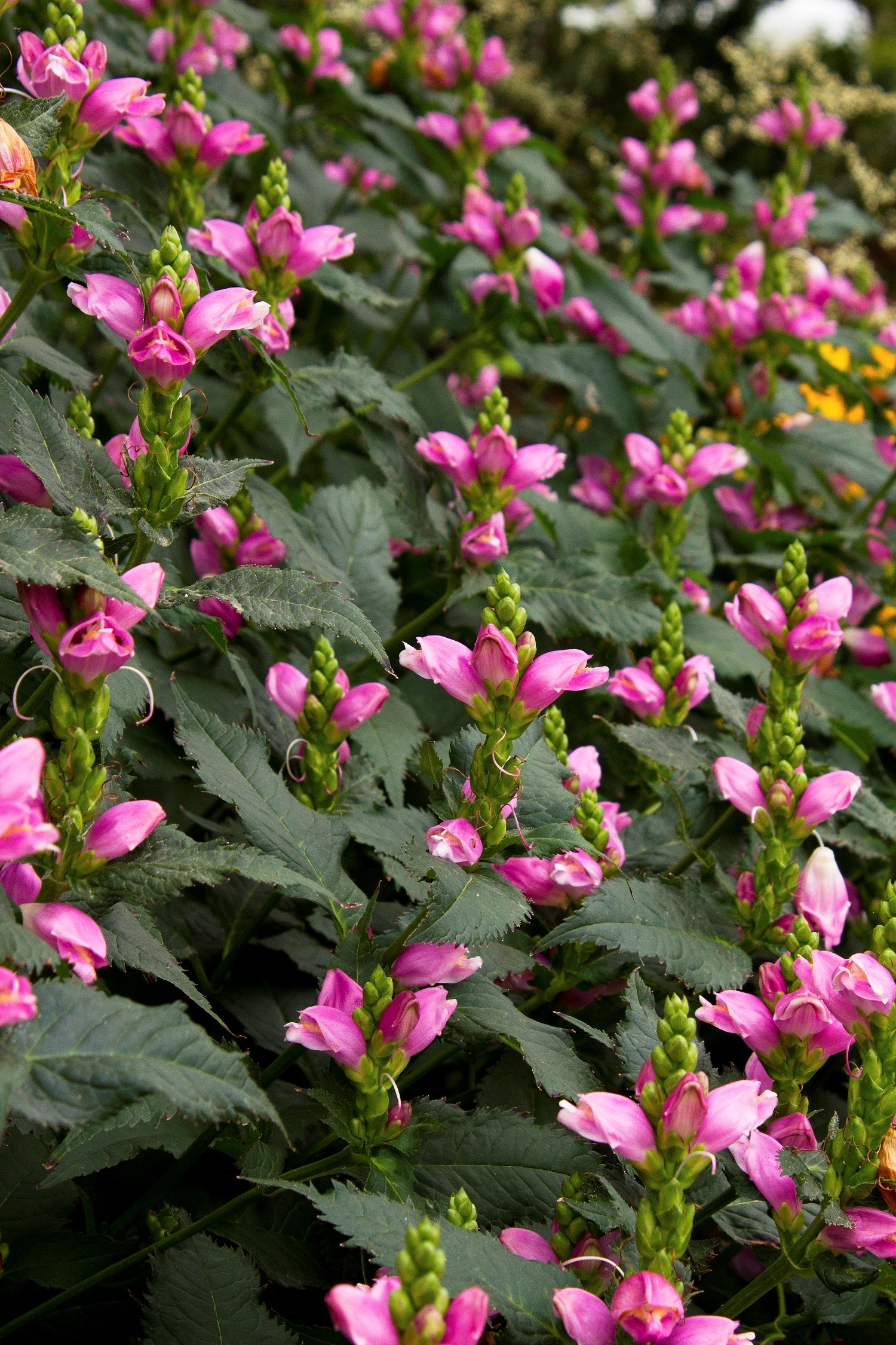 Hot Lips Turtlehead, Chelone lyonii 'Hot Lips', Monrovia Plant