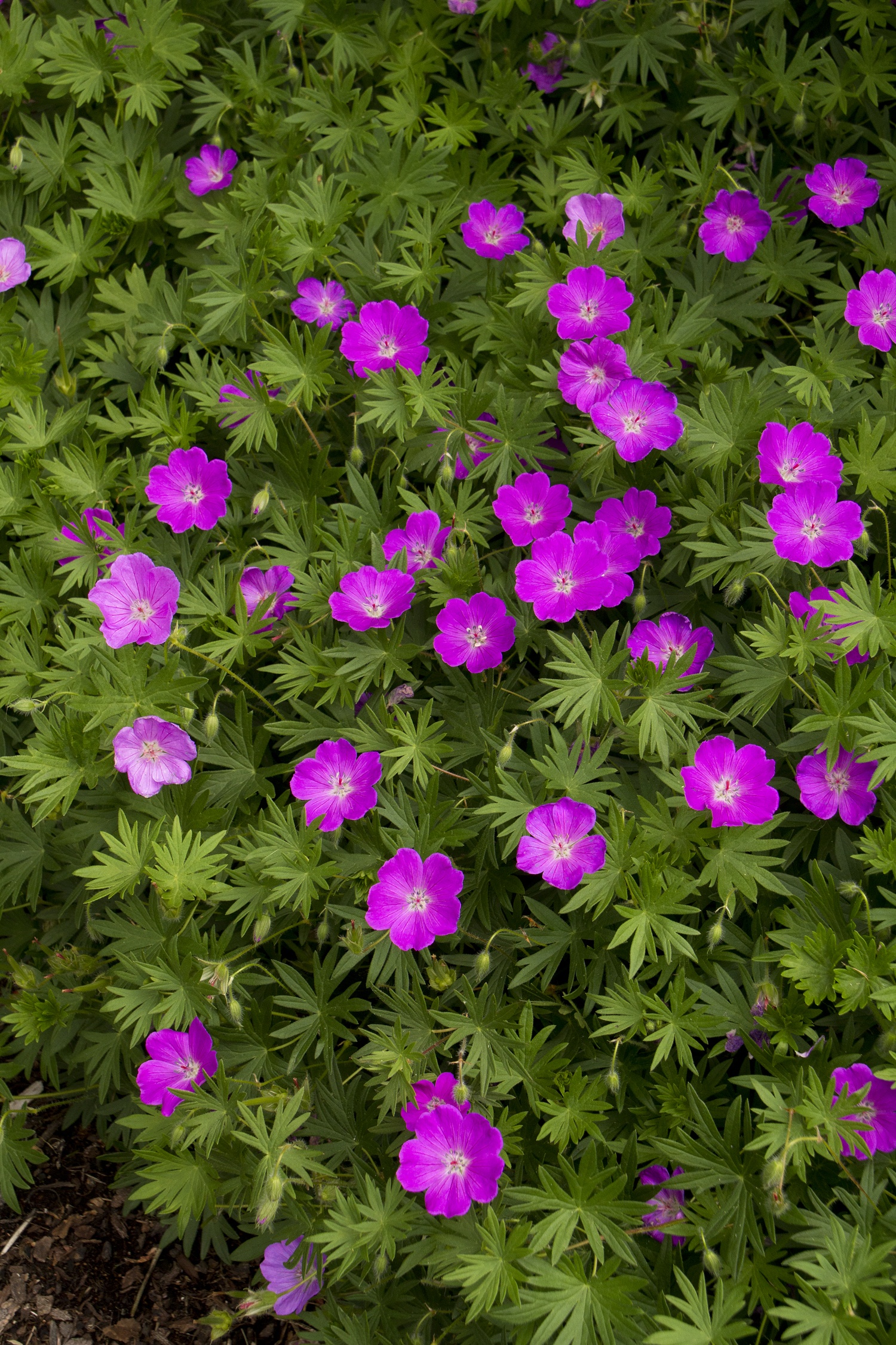 Max Frei Bloody Cranesbill, Geranium sanguineum 'Max Frei', Monrovia Plant