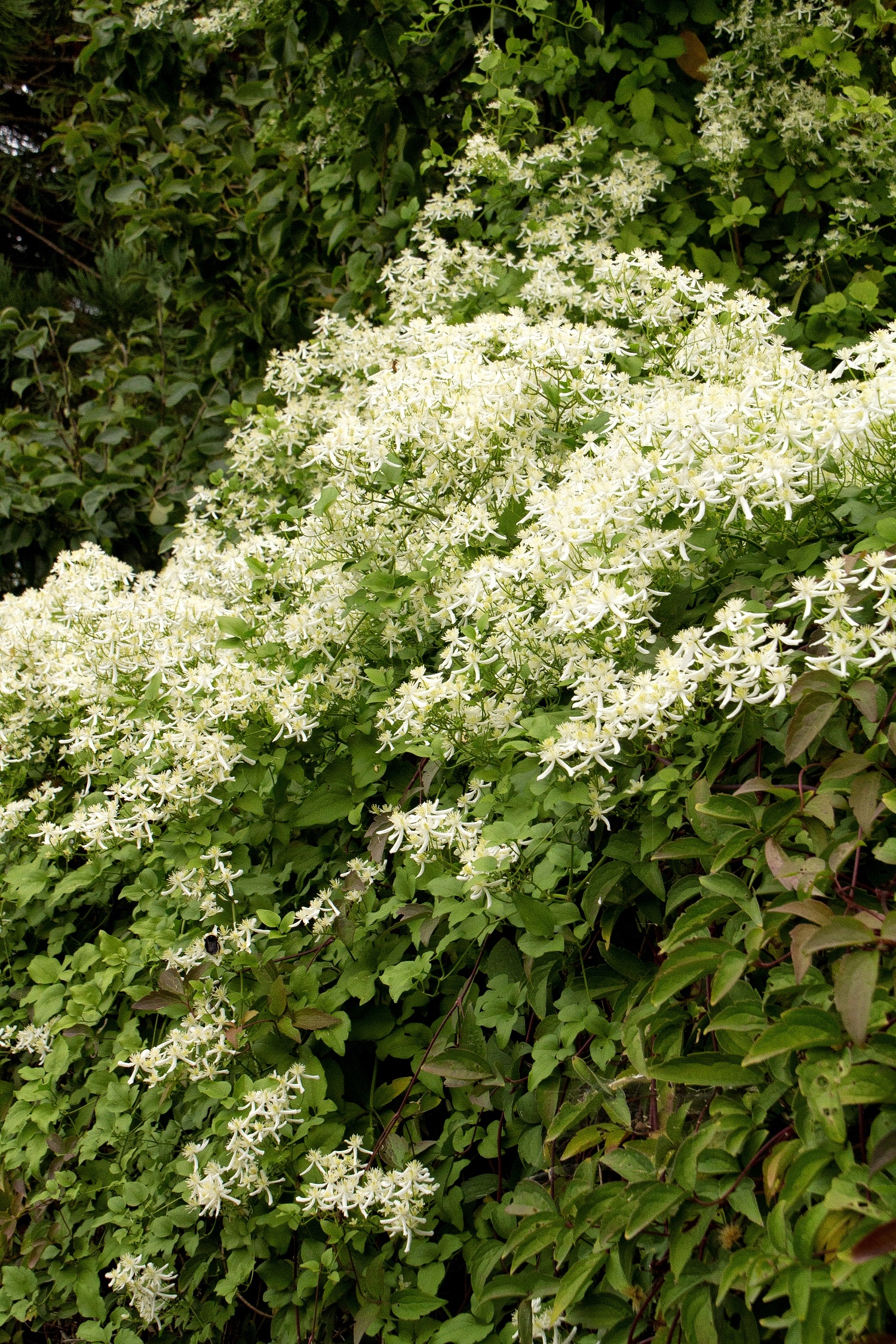 Sweet Autumn Clematis, Clematis terniflora, Monrovia Plant