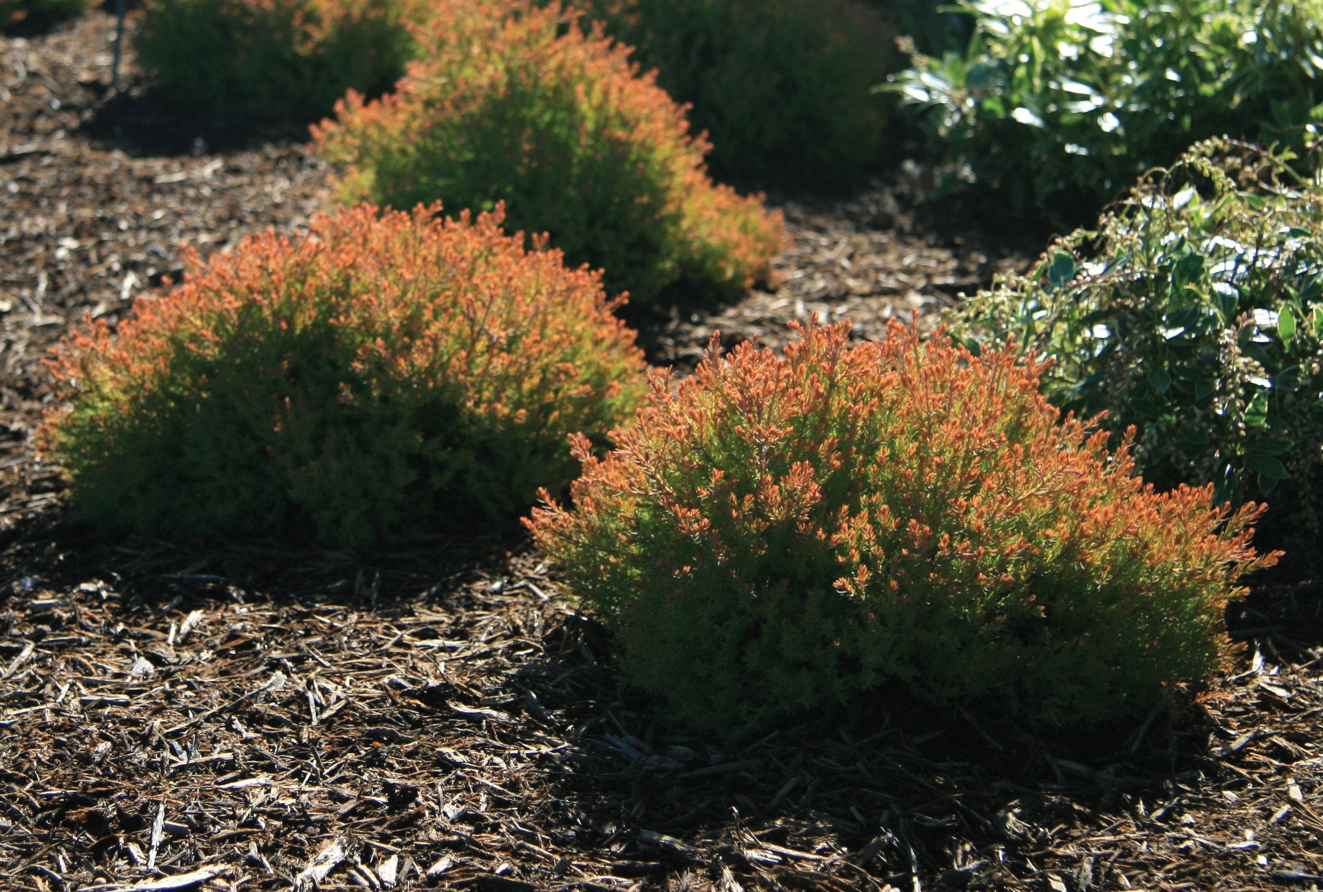 Fire Chief™ Globe Arborvitae, Thuja occidentalis 'Congabe' PP #19,009