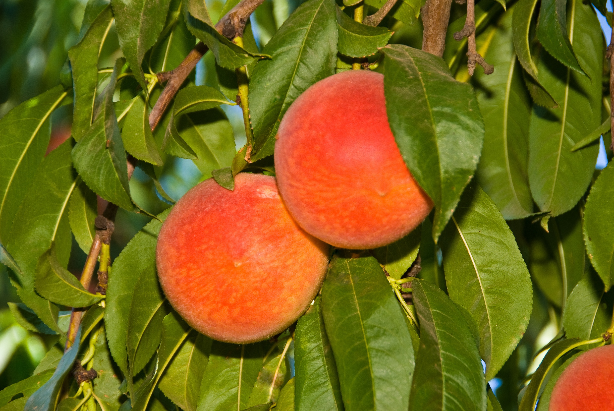 Redhaven Peach, Prunus persica 'Redhaven', Monrovia Plant