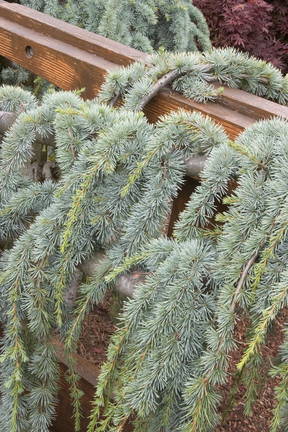 Weeping Blue Atlas Cedar, Cedrus atlantica 'Glauca Pendula', Monrovia Plant