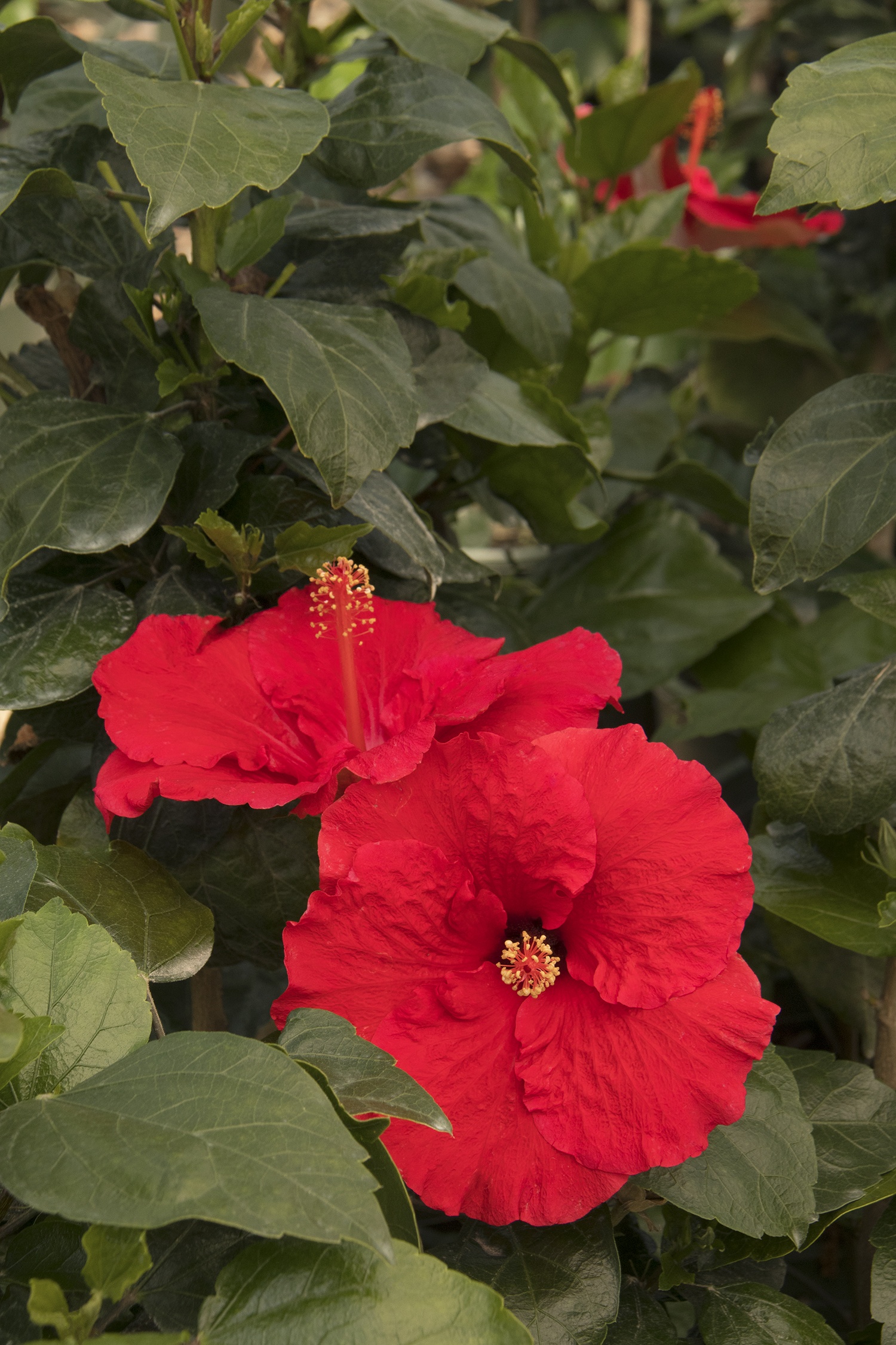 Red Darling® Hibiscus, Hibiscus rosa-sinensis 'Hiroshi1', Monrovia Plant