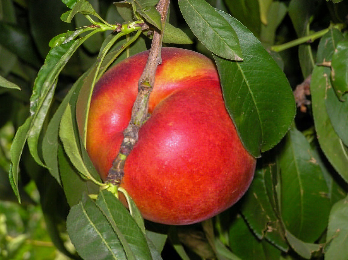 Flavortop Nectarine, Prunus persica var. nucipersica 'Flavortop'